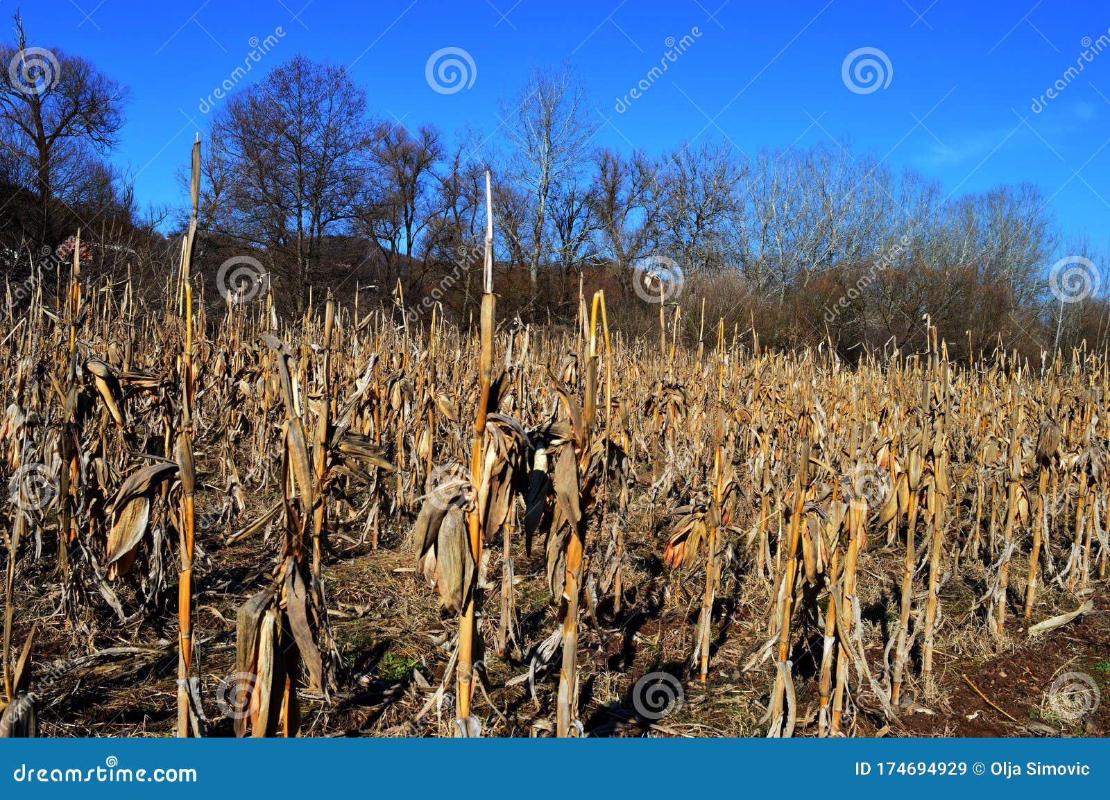 Dried corn stalks stock image. Image of stalks, plant - 174694929