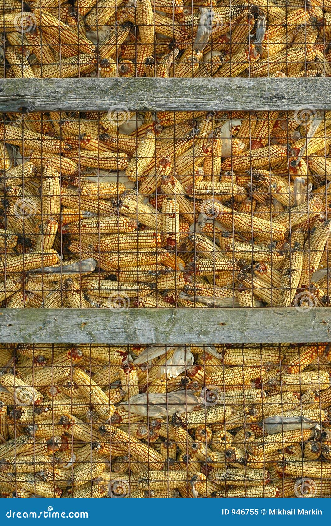 Dry Corn Storage stock image. Image of container, ambar - 946755