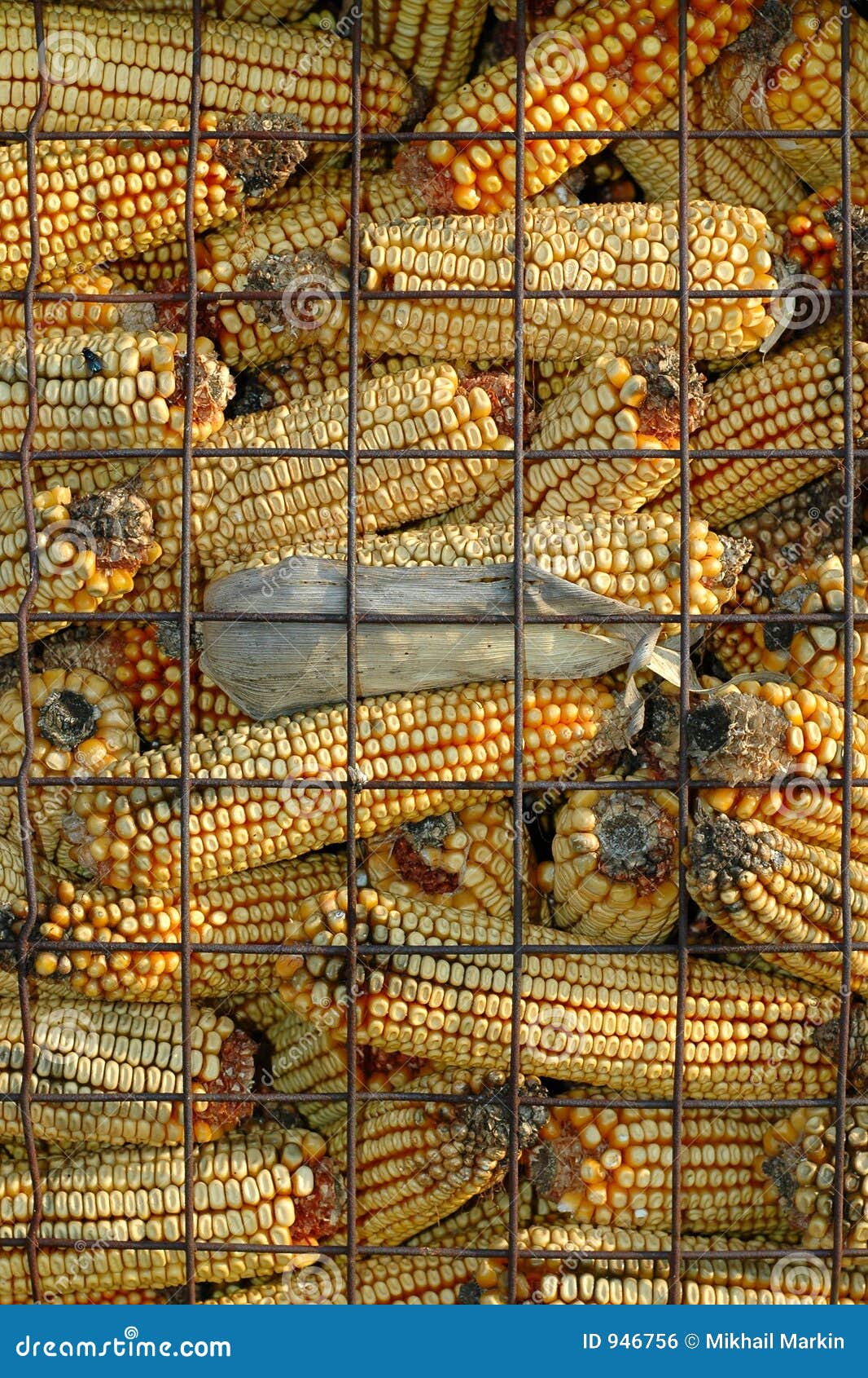 Dry Corn Storage stock photo. Image of wire, corn, grain - 946756