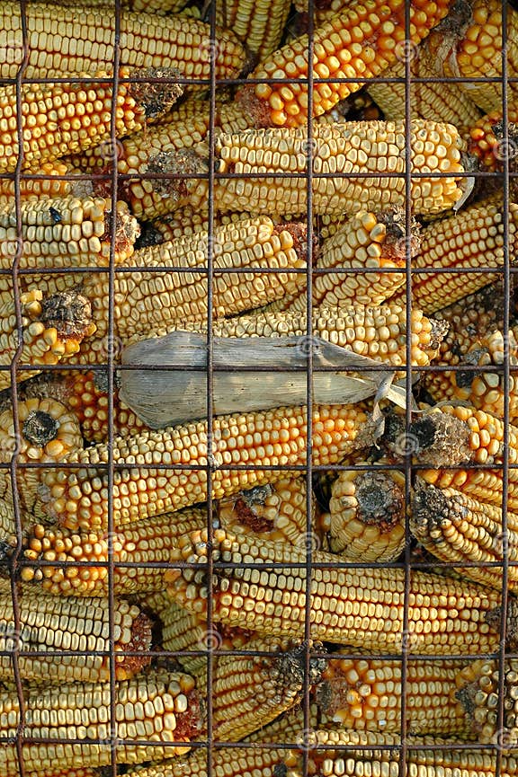 Dry Corn Storage stock photo. Image of wire, corn, grain - 946756