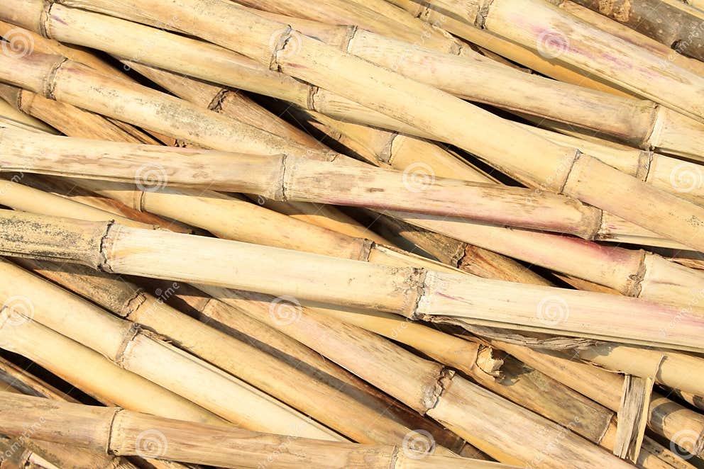 Dry corn straw stock photo. Image of china, material - 27737816