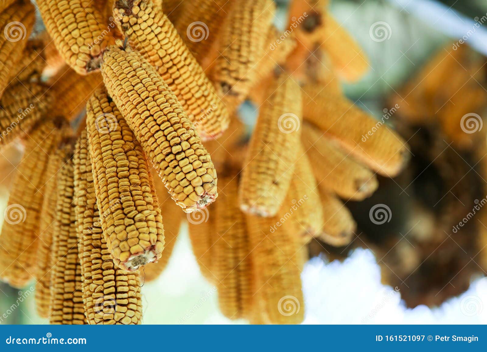 Dry Corn Suspended from the Ceiling Stock Image - Image of healthy ...