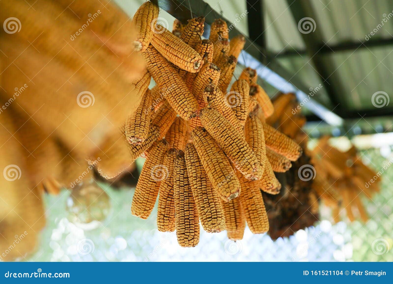 Dry Corn Suspended from the Ceiling Stock Photo - Image of ingredient ...
