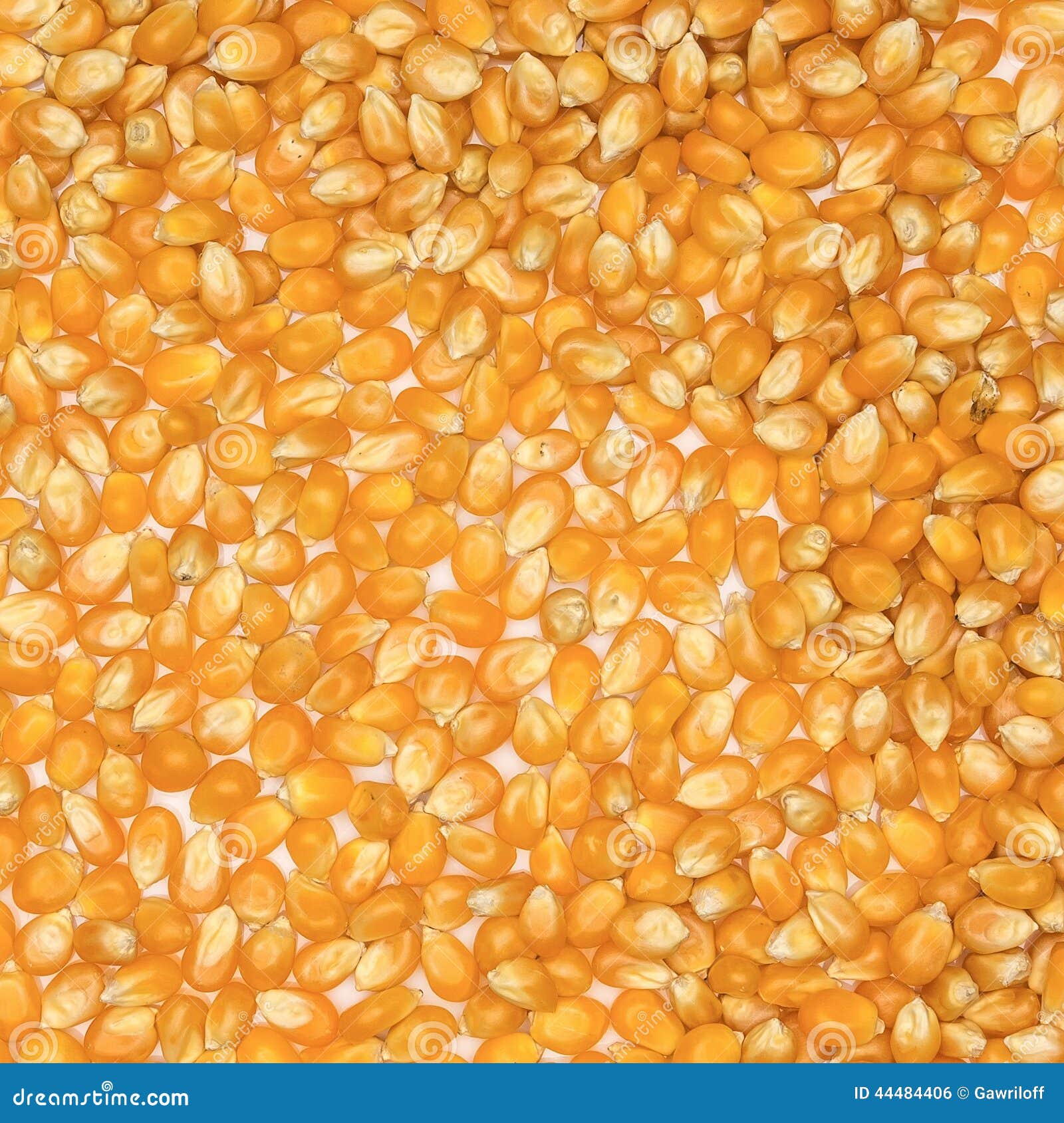 Dry corn Texture stock photo. Image of calorie, corn - 44484406