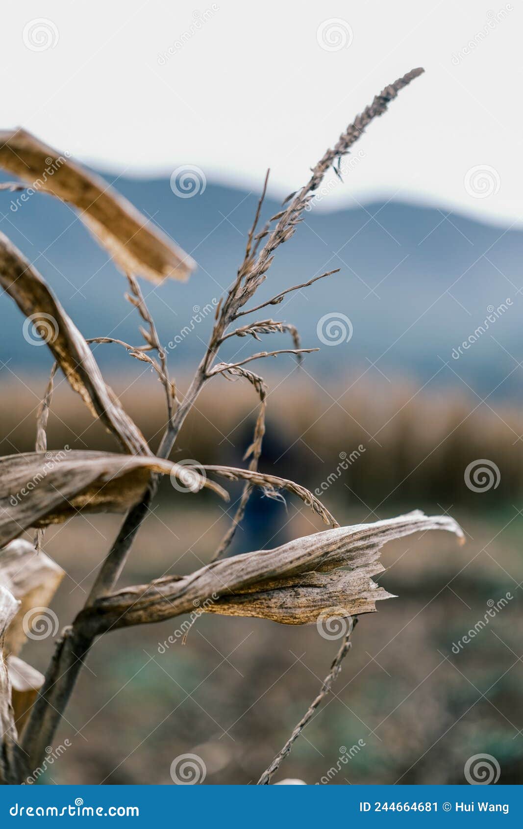 The Dry Corn Trees in the Field Stock Image - Image of wildlife, plant ...