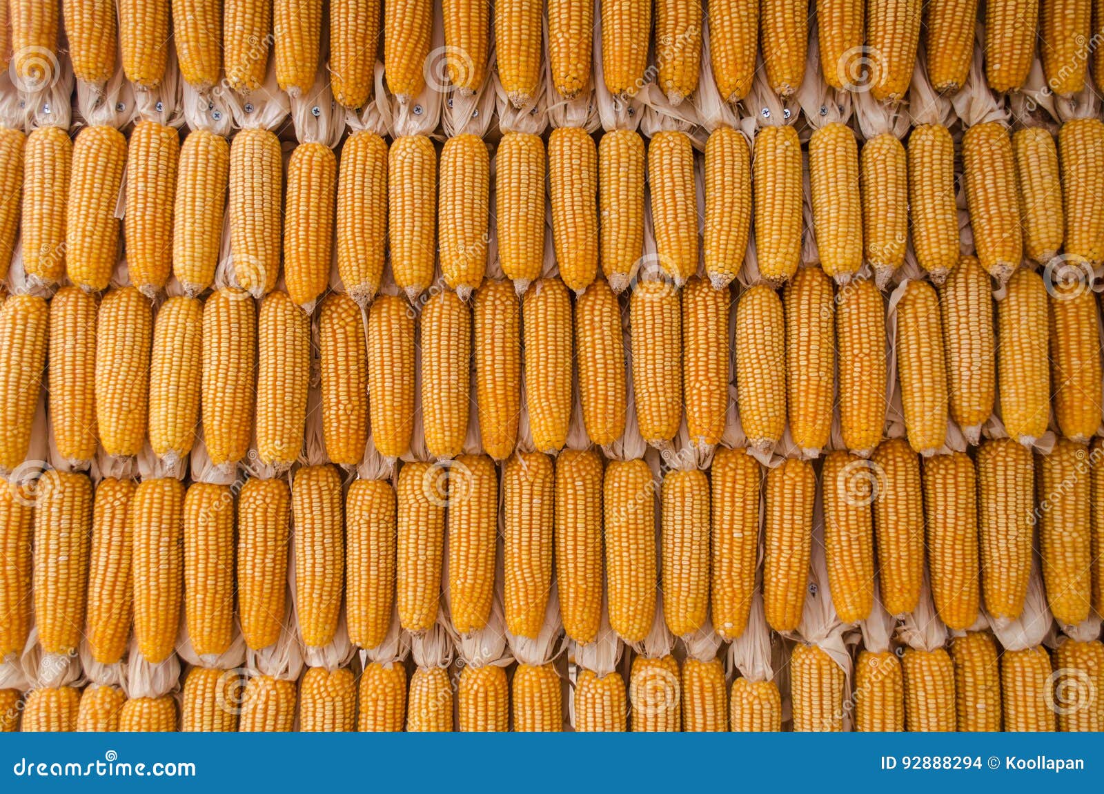 Dry Corn Wall Stock Photography | CartoonDealer.com #92888294