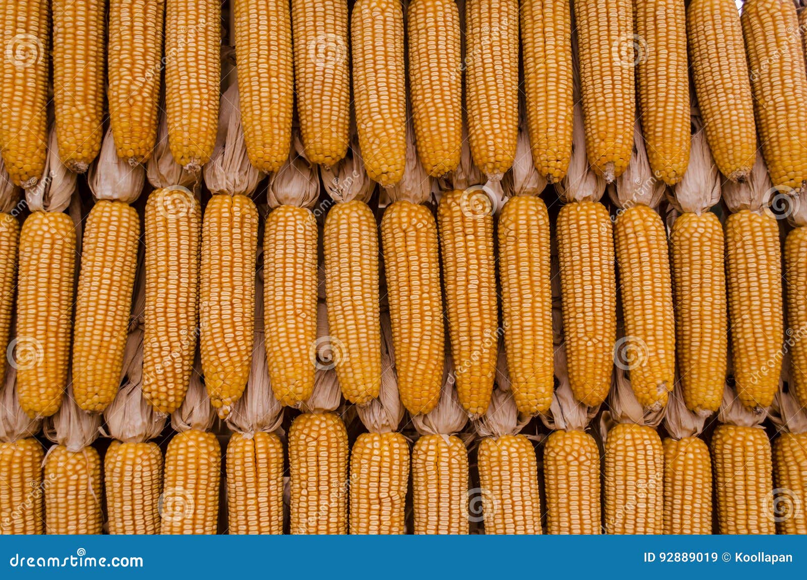 Dry corn wall stock image. Image of autumn, decoration - 92889019