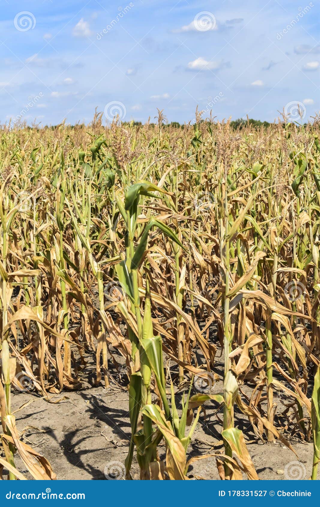 Dry Corn that Was Destroyed by the Drought Stock Image - Image of ...