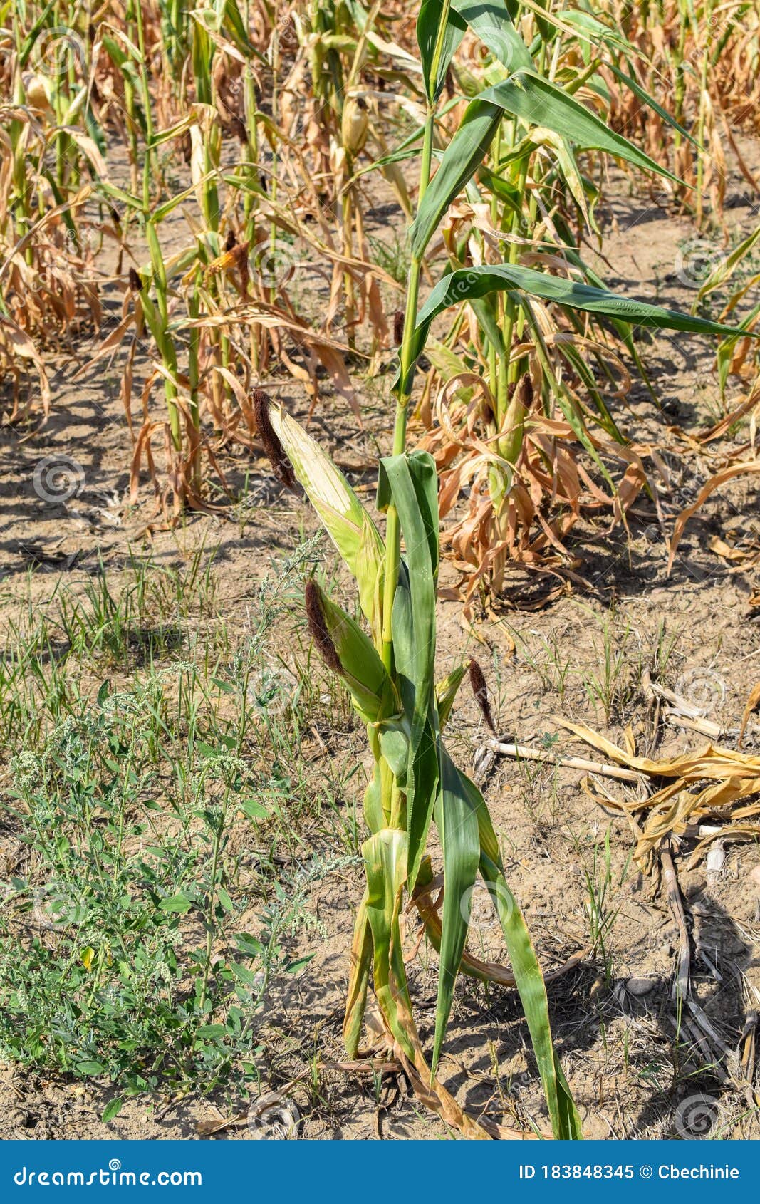 Dry Corn that Was Destroyed by the Drought Stock Image - Image of field ...