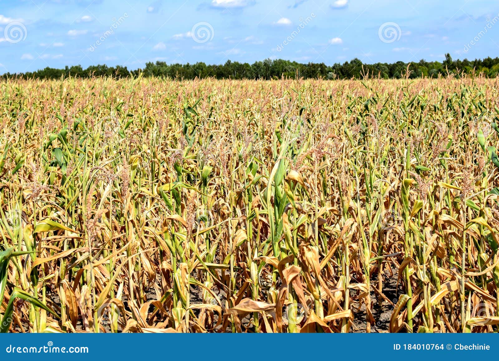 Dry Corn that Was Destroyed by the Drought Stock Photo - Image of ...