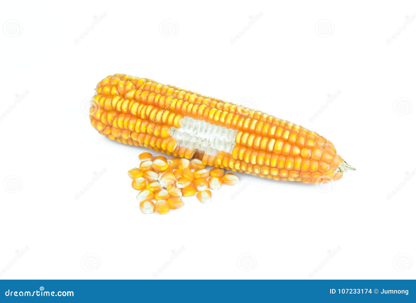 Dry Corn on White Background, Corn Seed Stock Photo - Image of healthy ...