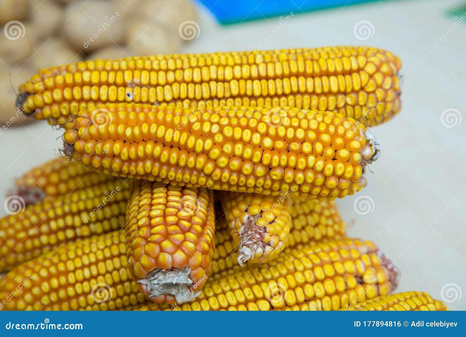 Dry Corn on a White Background . Corn Image in Dried Yellow Tones Stock ...
