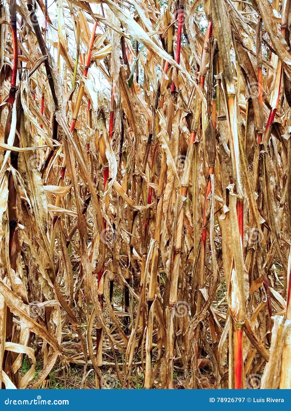 Dry cornfield stock image. Image of corn, time, year - 78926797