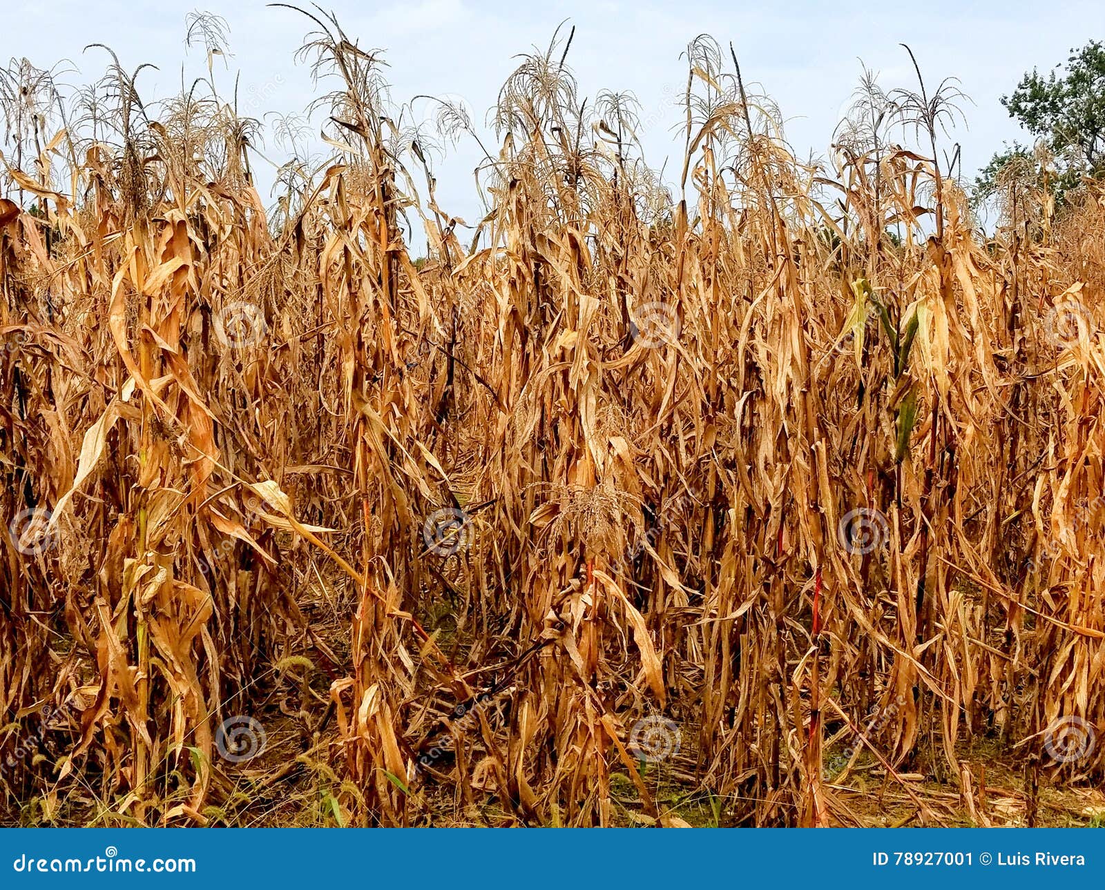 Dry cornfield stock image. Image of dried, cereal, field - 78927001