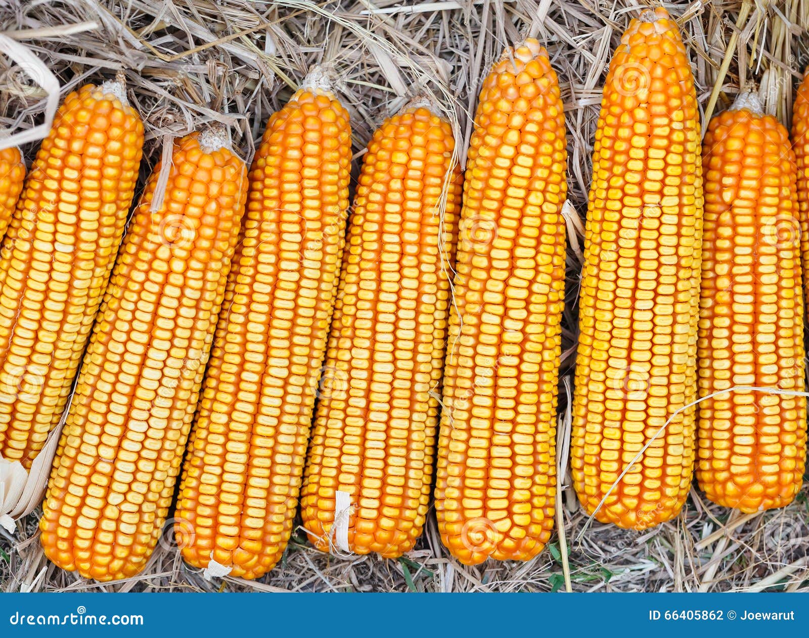 Dry corns stock photo. Image of nature, brown, animal - 66405862