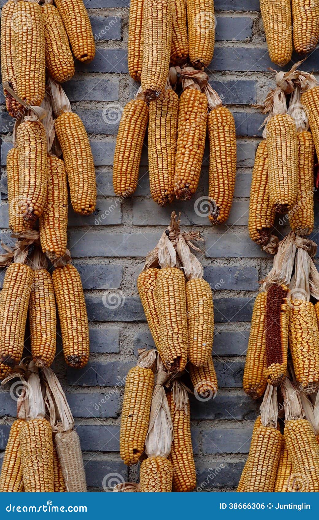 Dry corns on the wall stock photo. Image of colorful - 38666306