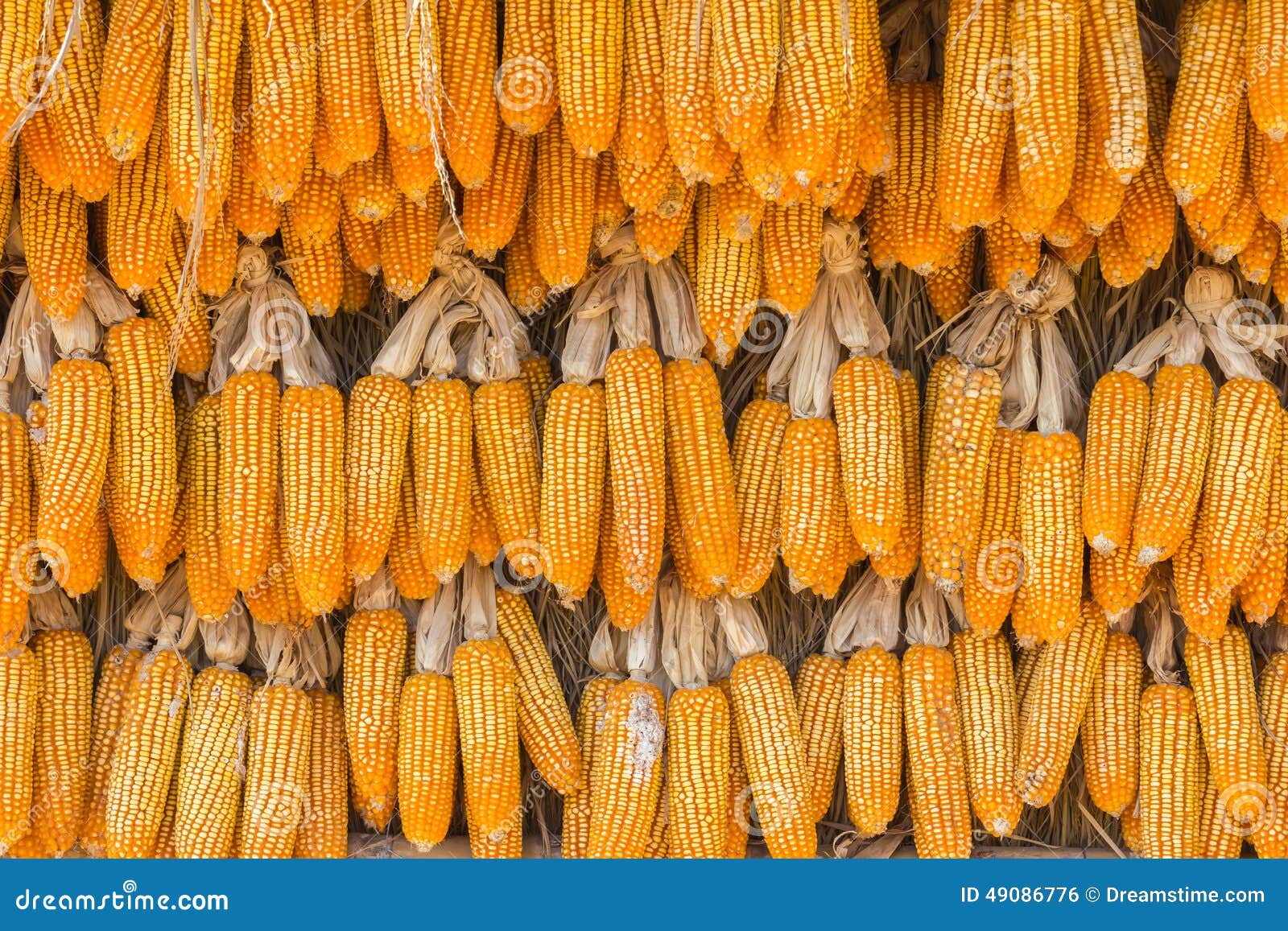 Dry corns wall stock photo. Image of hang, wall, farm - 49086776