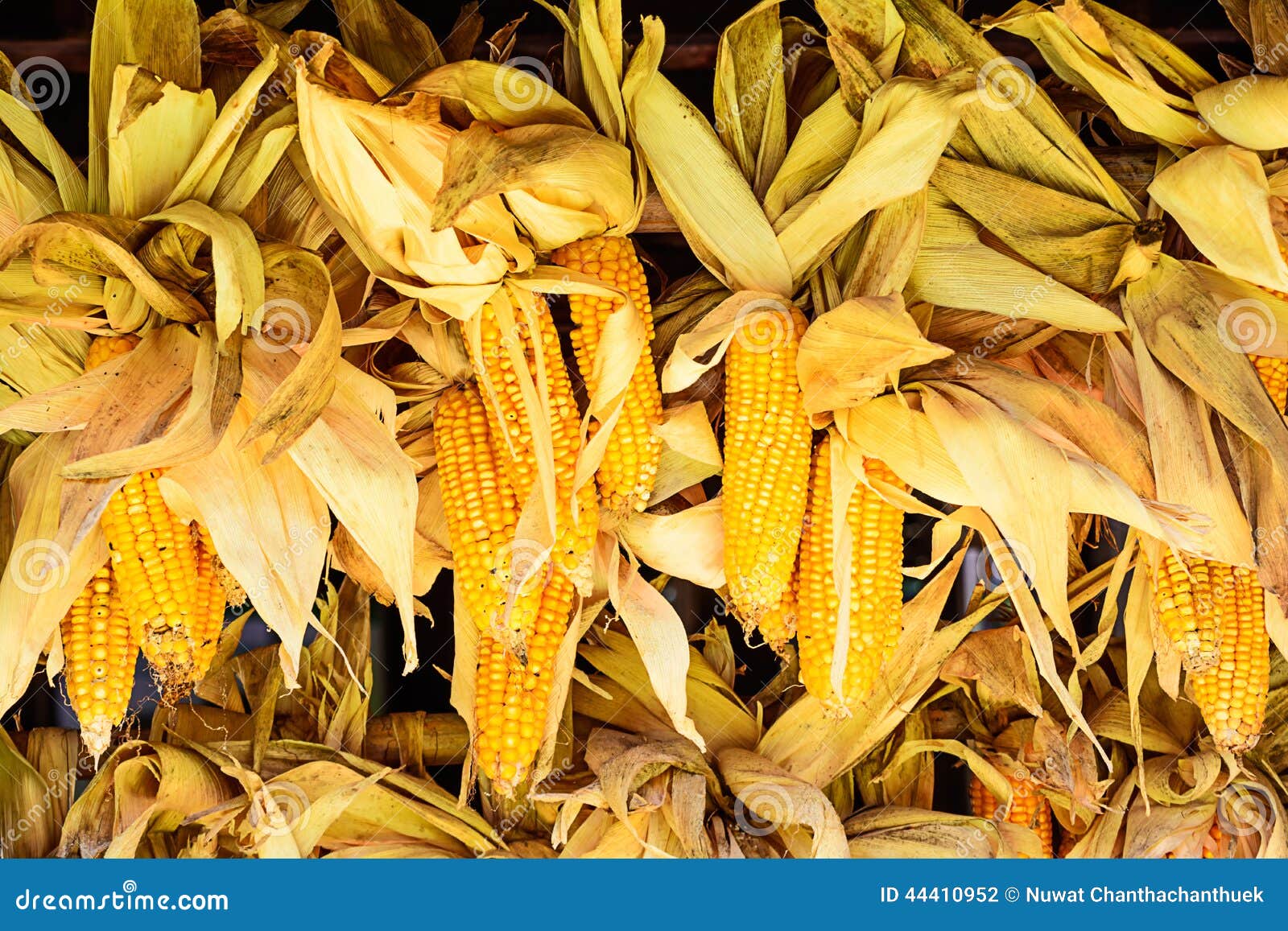 Dry corns. stock photo. Image of medium, nature, heap - 44410952