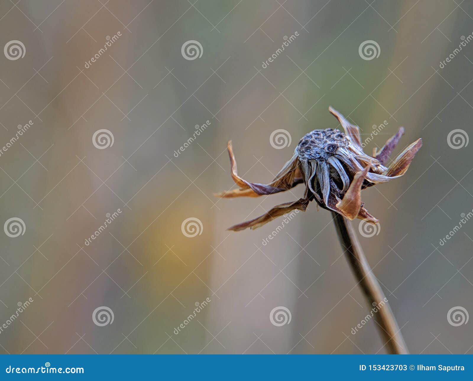 Dry Cosmos Flower on Blurry Smooth Background Stock Image - Image of ...