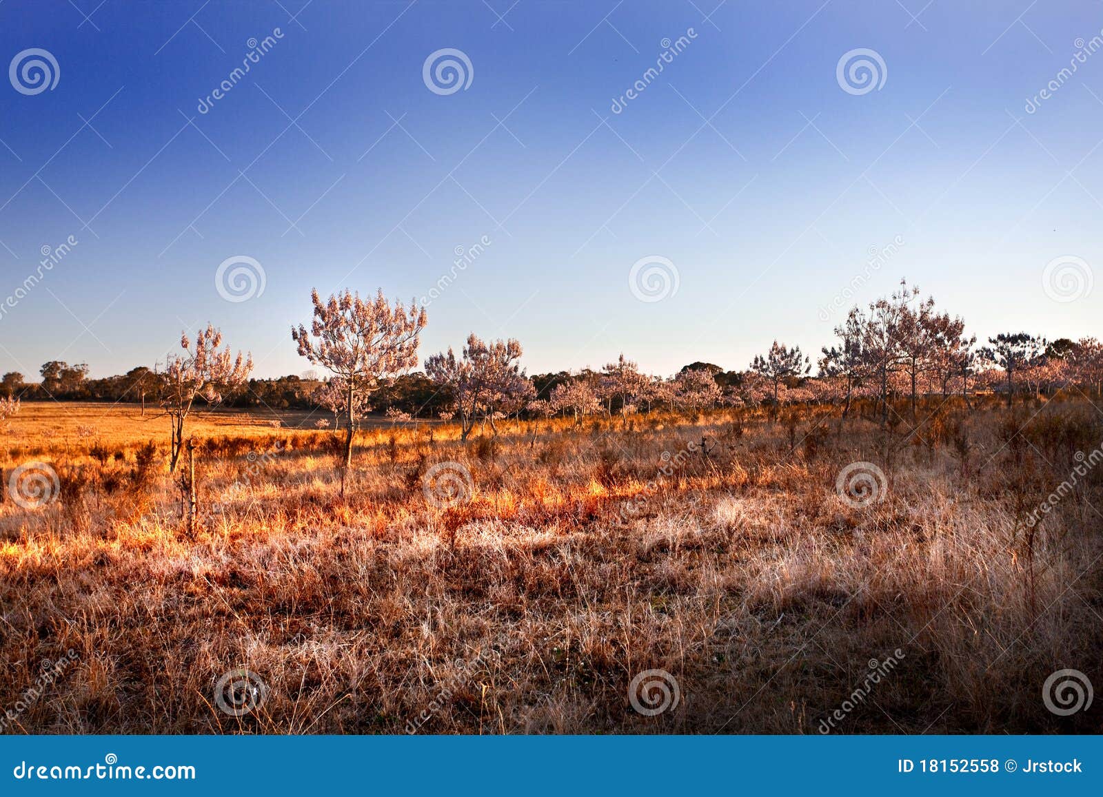 Dry Country Field stock photo. Image of brown, detail - 18152558