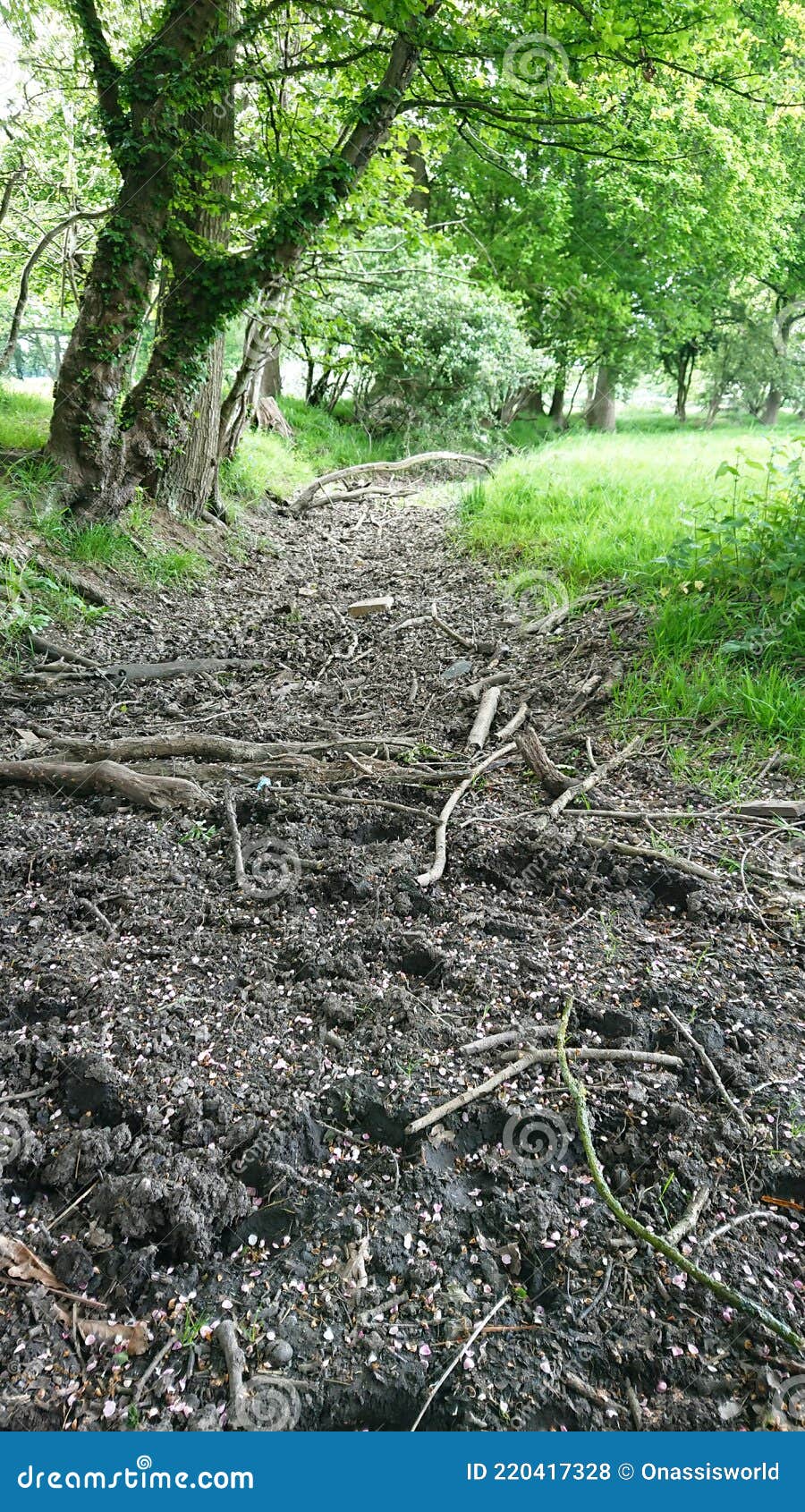 Dry Country Stream stock photo. Image of drout, resources - 220417328