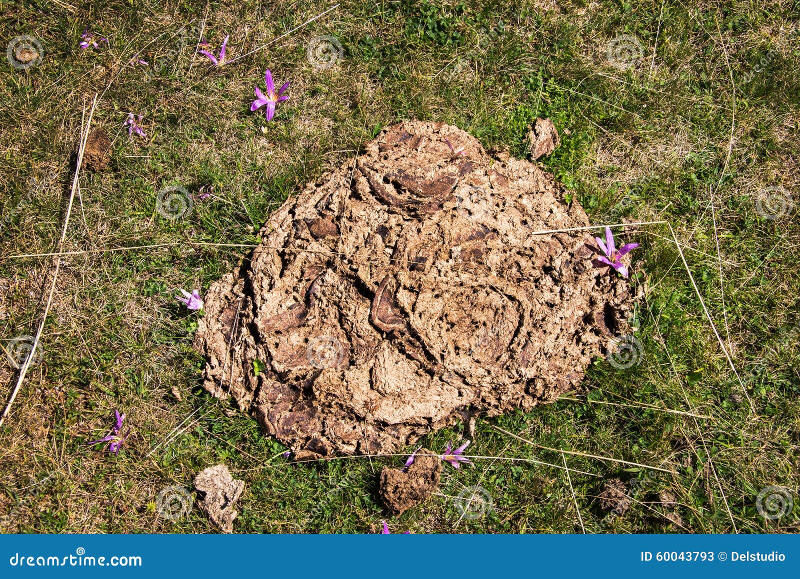 Dry cow dung stock image. Image of animal, grass, cattle - 60043793