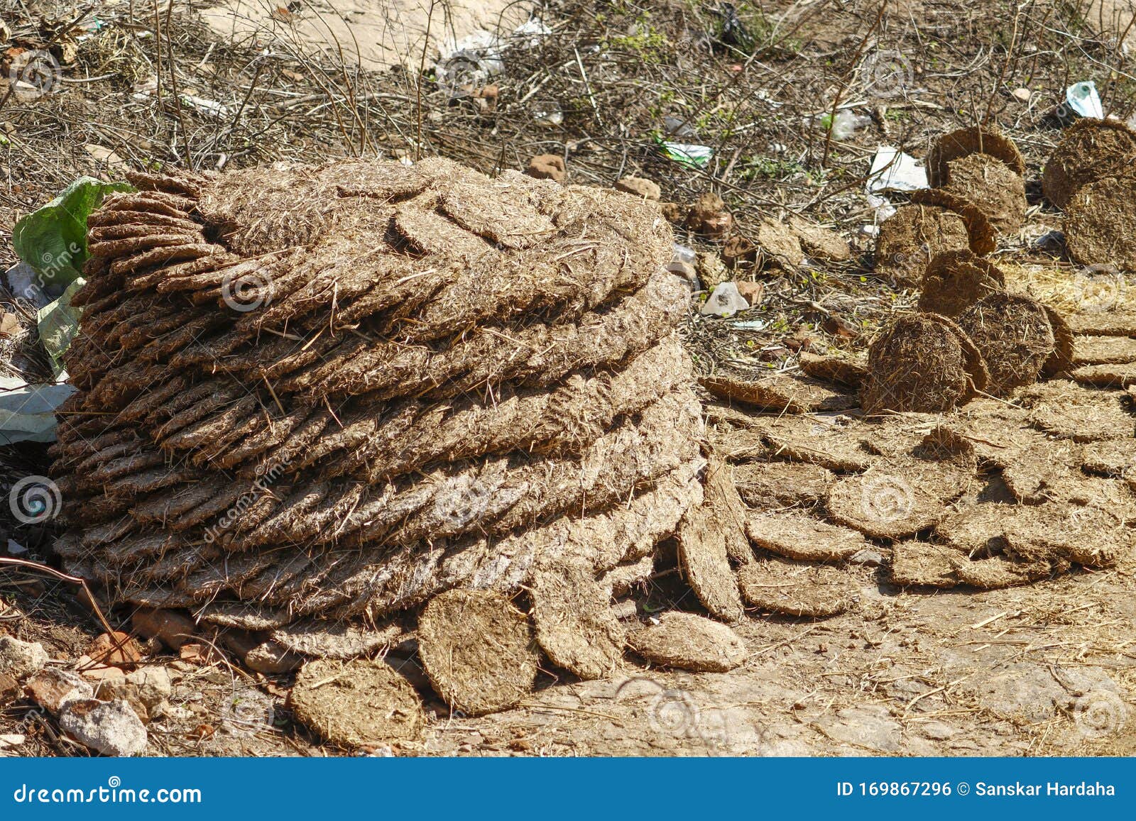 Cow Dung Drying. Natural Fuel Cow Dung In Bangladesh Royalty-Free Stock ...