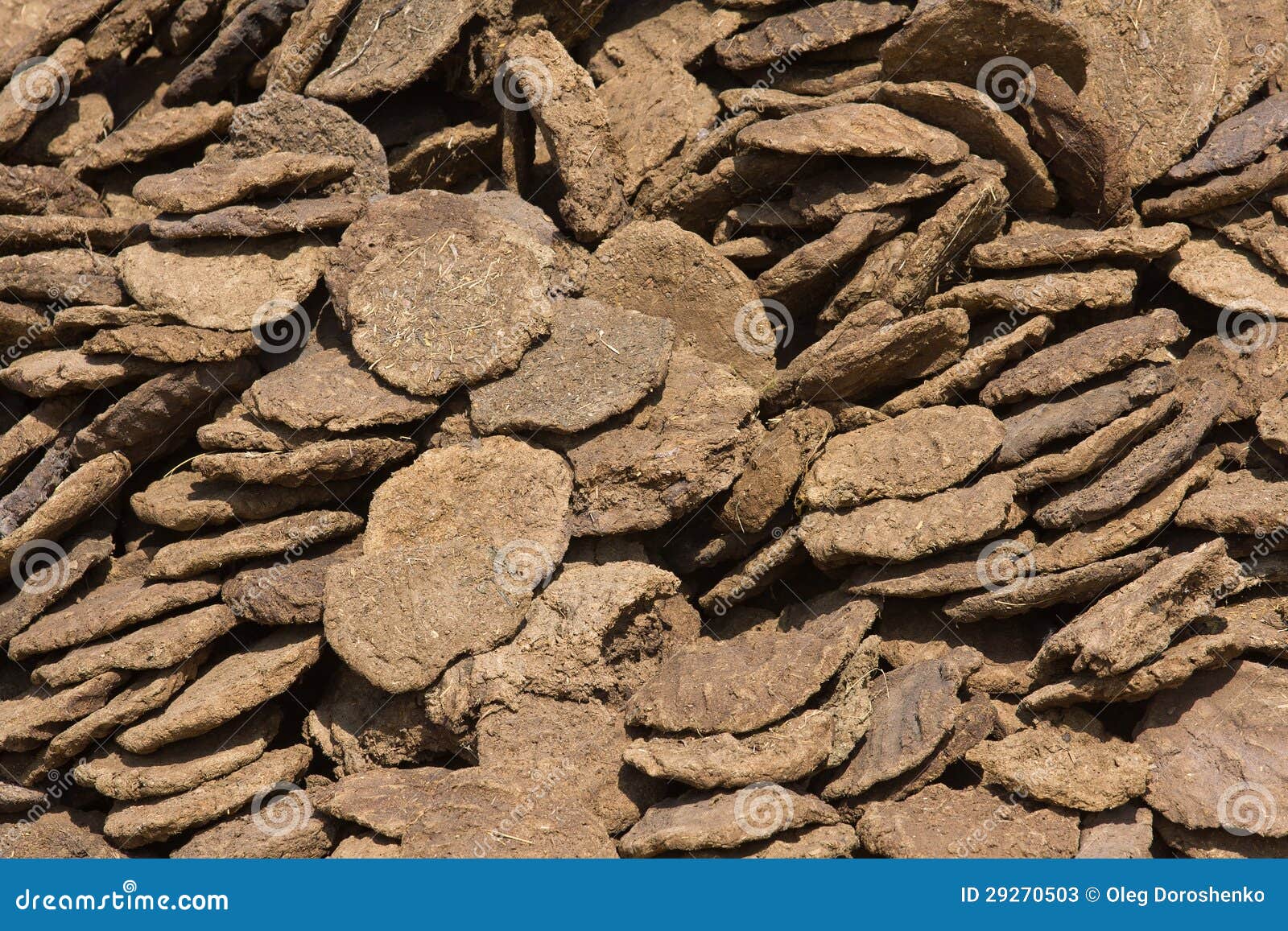 Dry cow dung, India stock image. Image of indian, brown - 29270503
