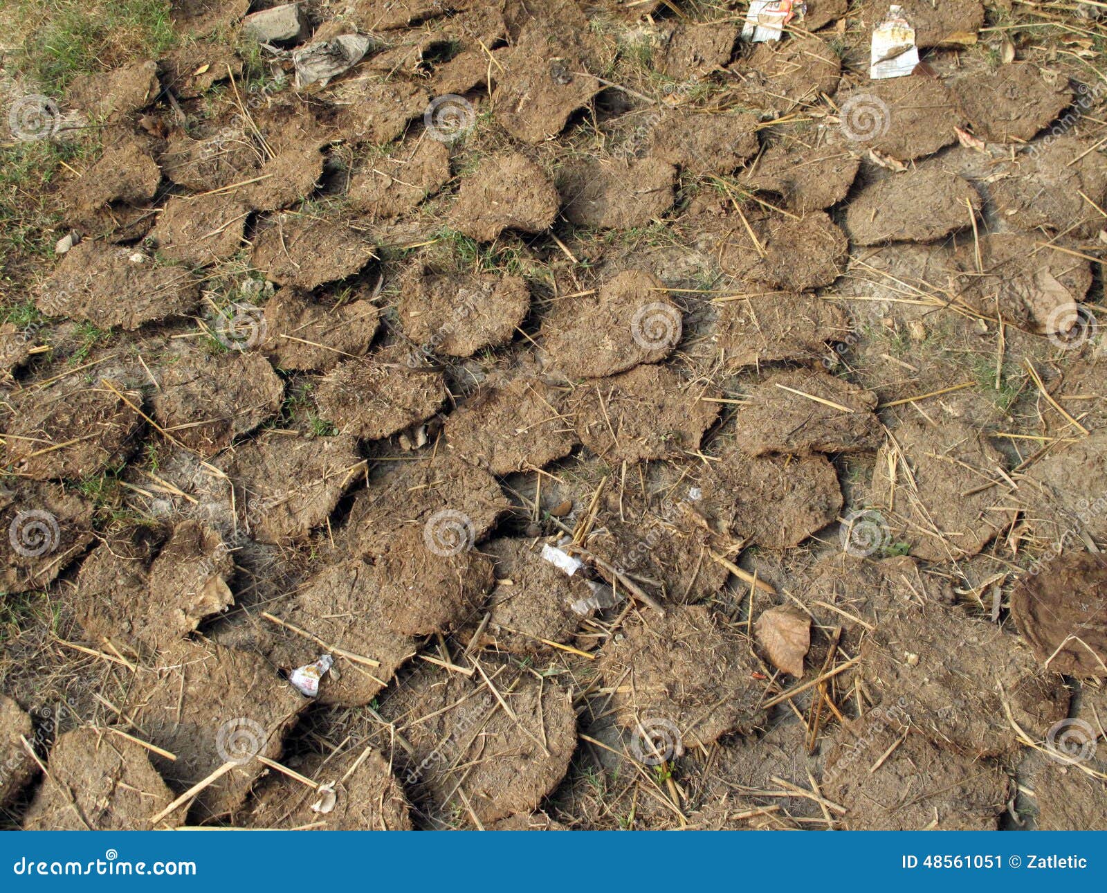 Dry cow dung stock image. Image of buffalo, mammals, dirt - 48561051