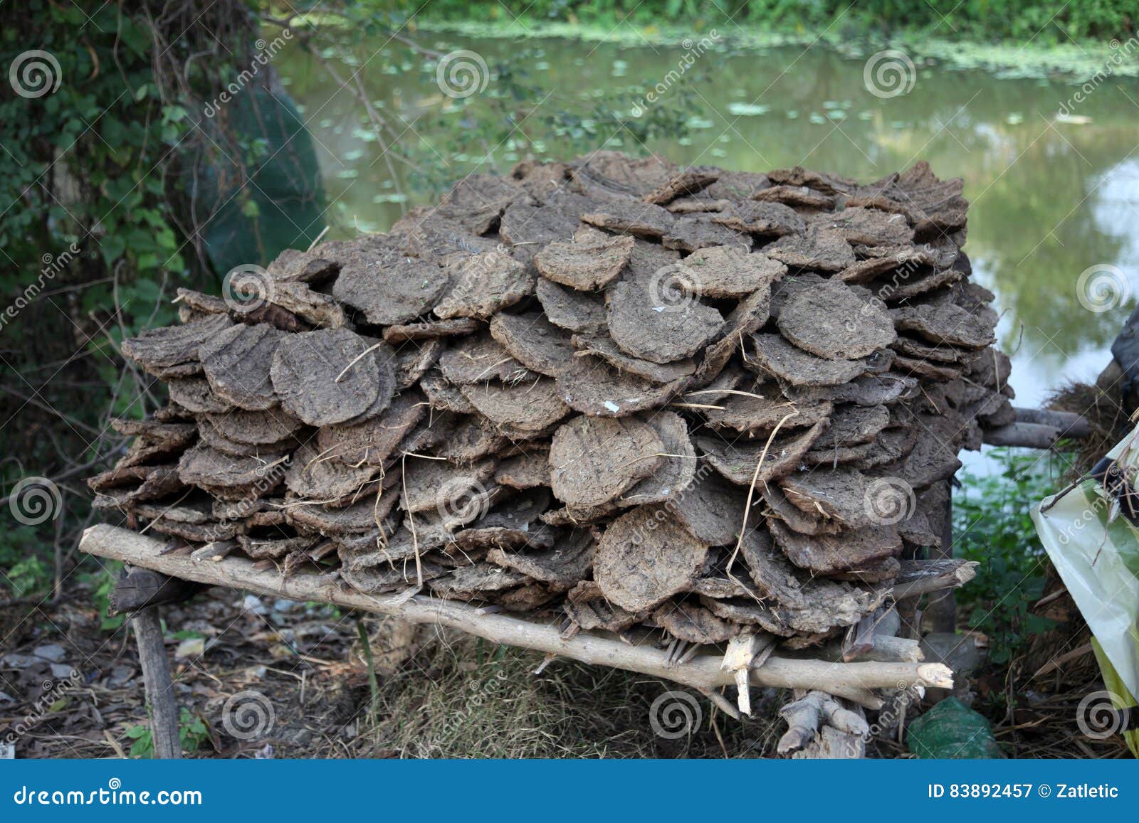 Dry cow dung stock image. Image of drying, mess, environmental - 83892457