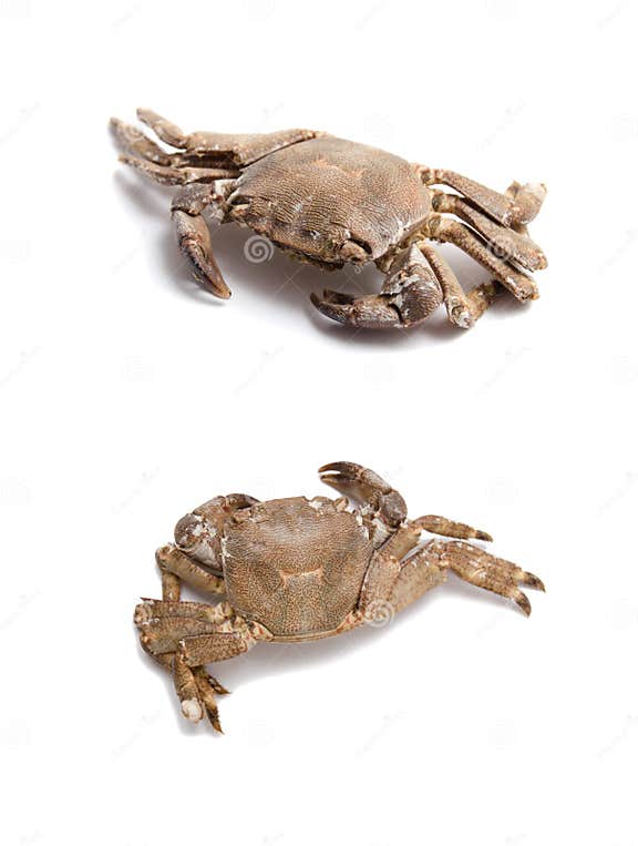 Dry Crab stock image. Image of seafood, marine, background - 67845613