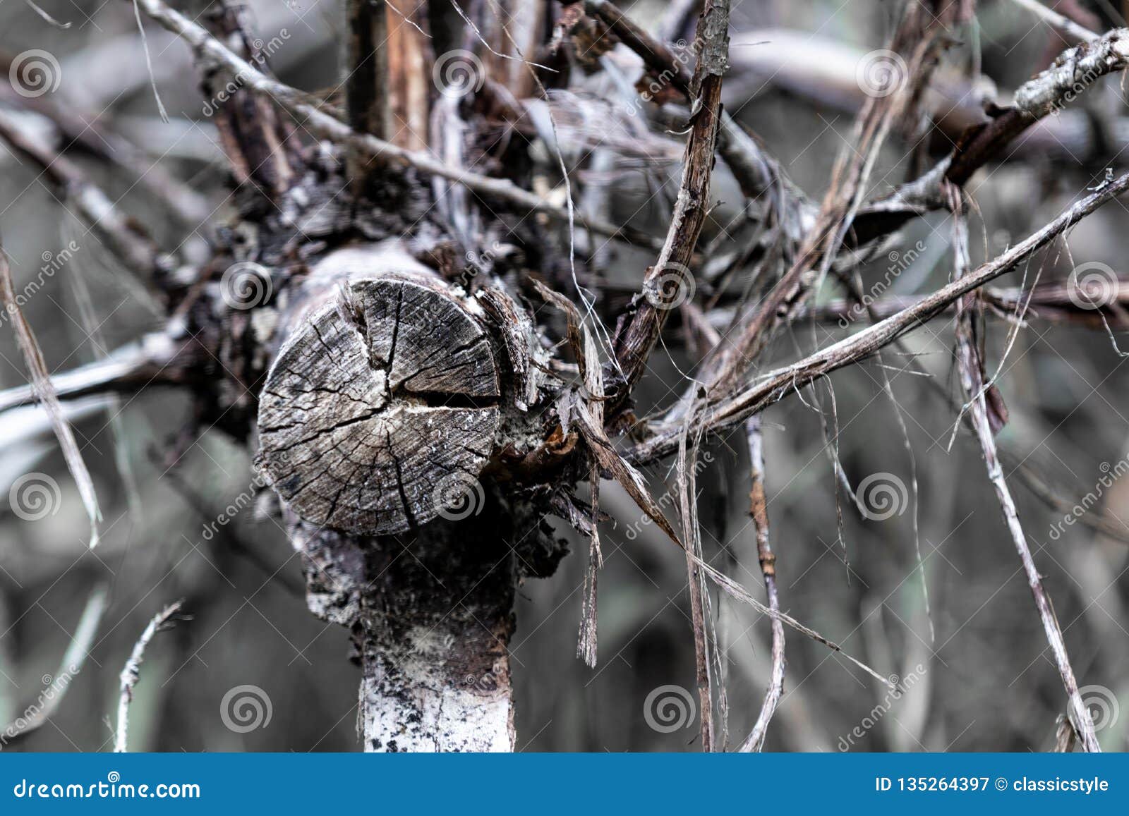 Dry Cracked Cut Tree Branch End Stock Image - Image of sticks, brown ...