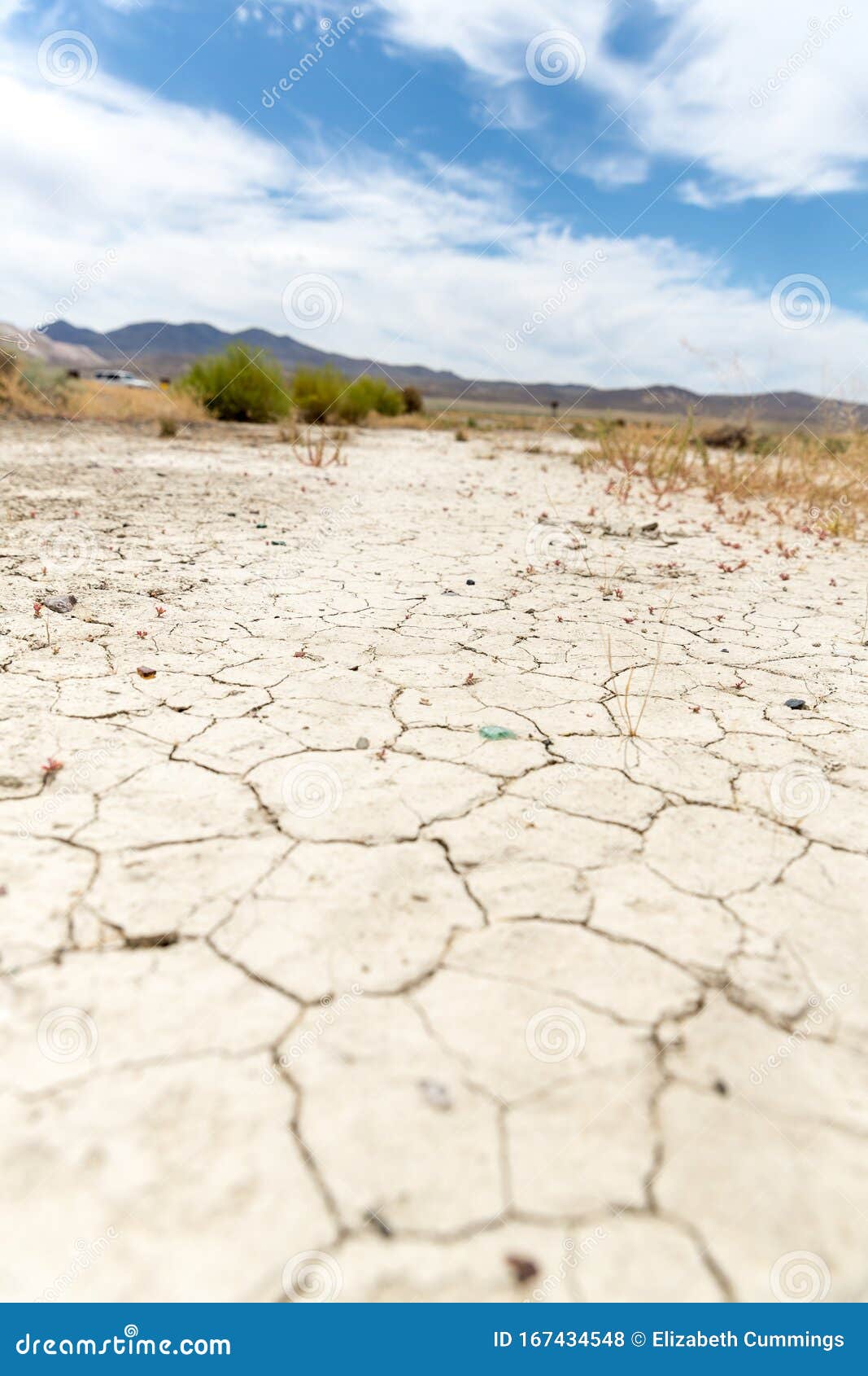 Dry Cracked Desert Mud and Plants Dying of Thirst Stock Photo - Image ...