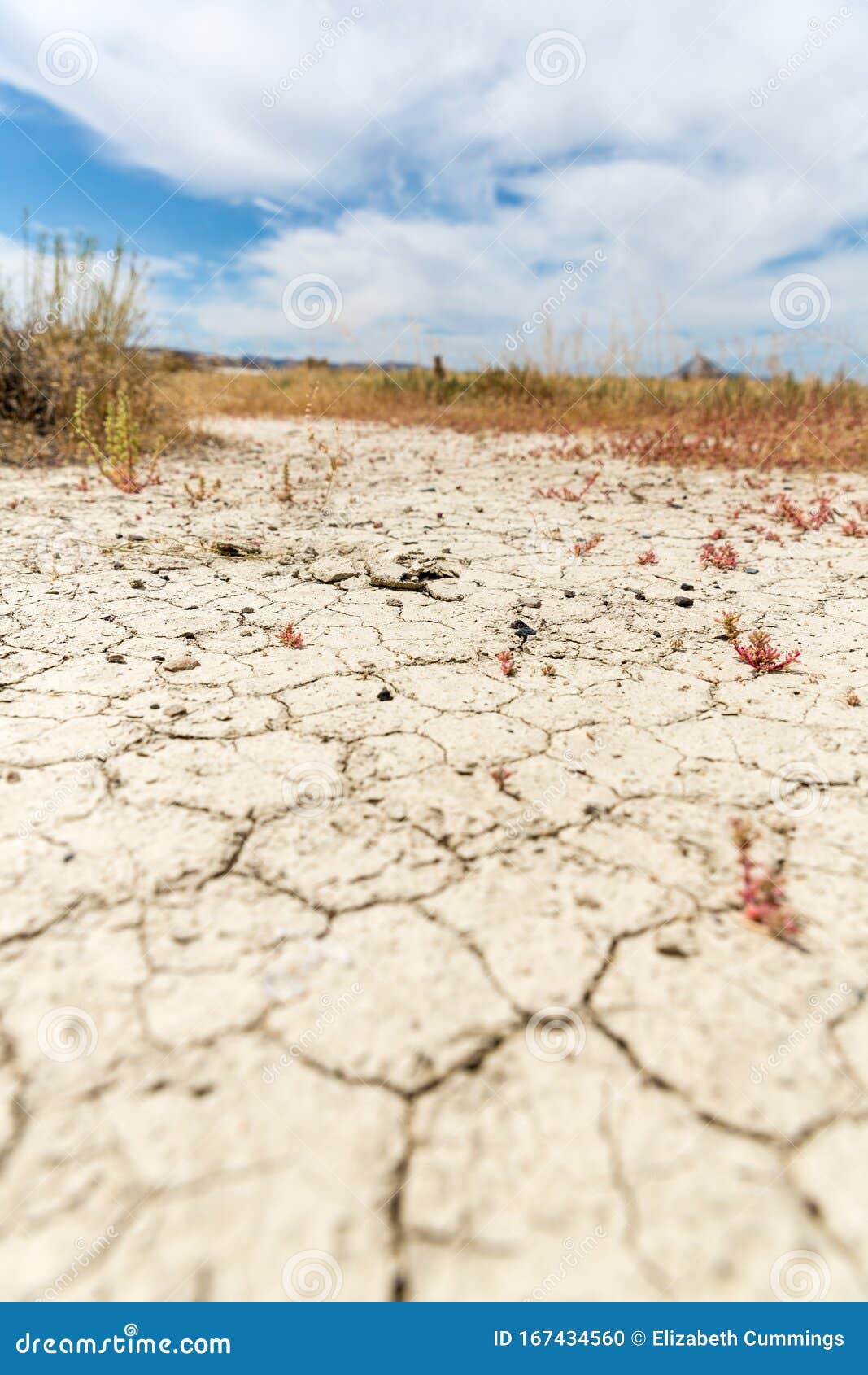 Dry Cracked Desert Mud and Plants Dying of Thirst Stock Photo - Image ...