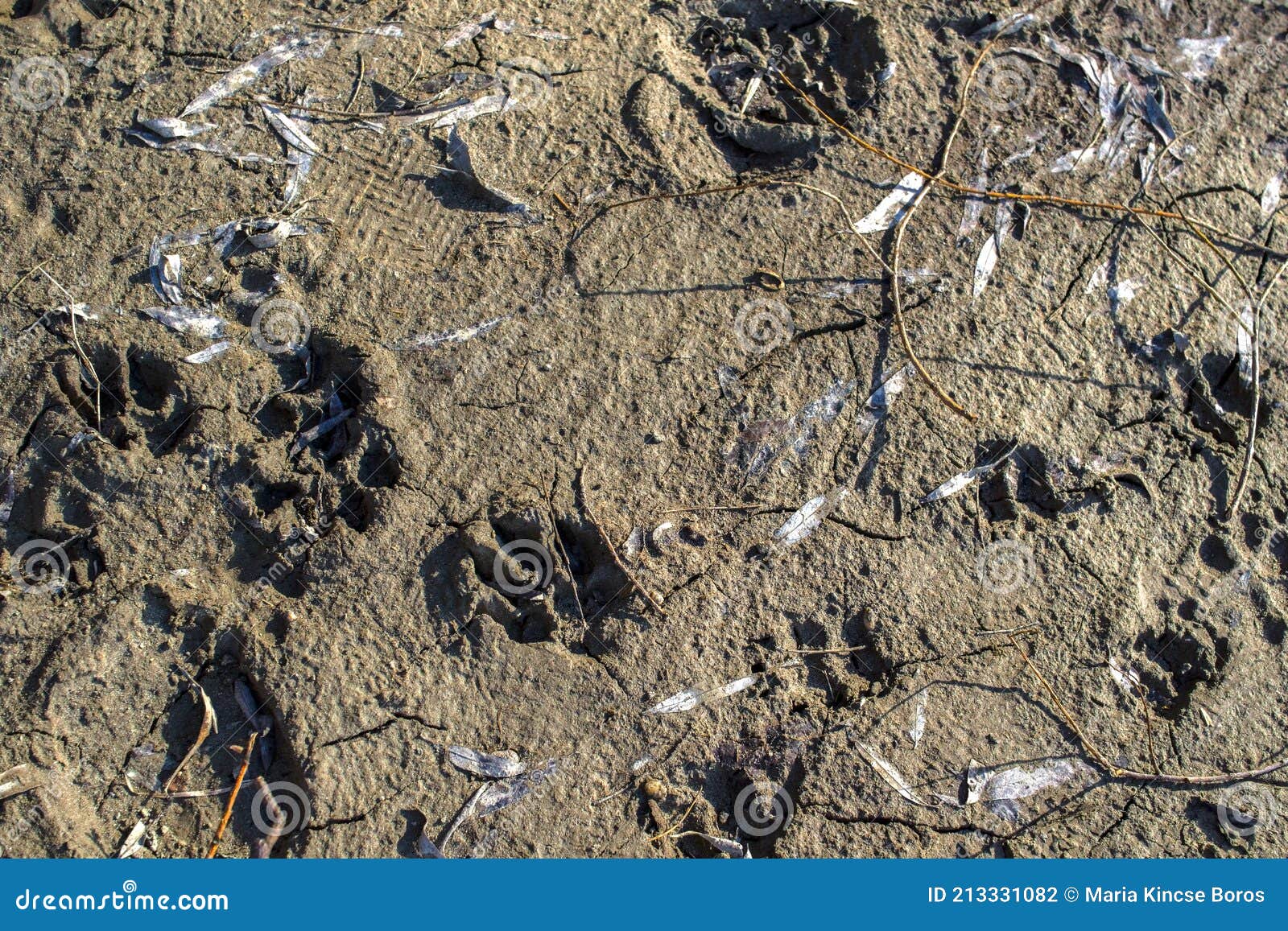 Arid Earth Texture on the River Bank Stock Photo - Image of earth ...