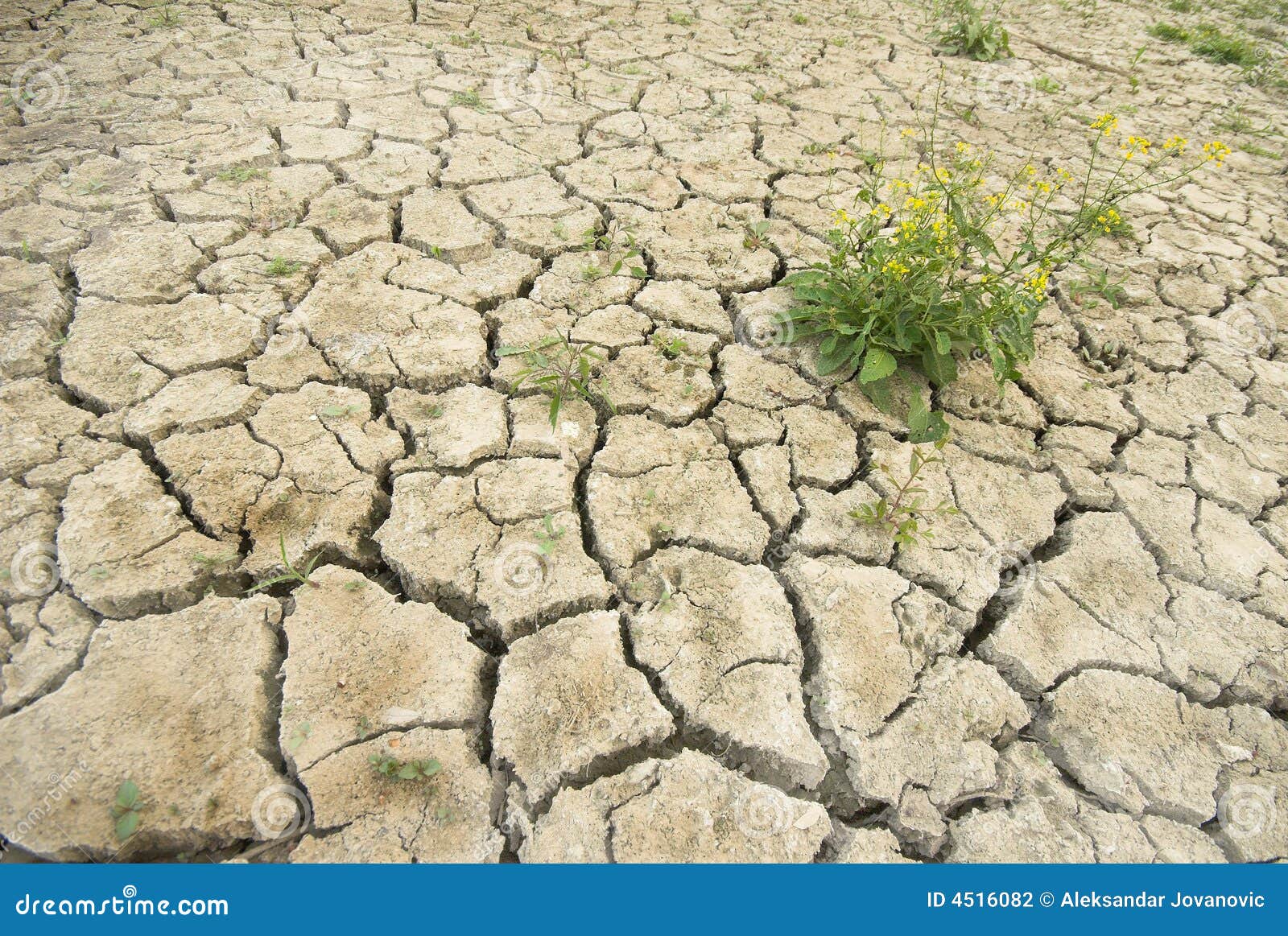 Dry Cracked Ground and Green Plant Stock Photo - Image of desert ...