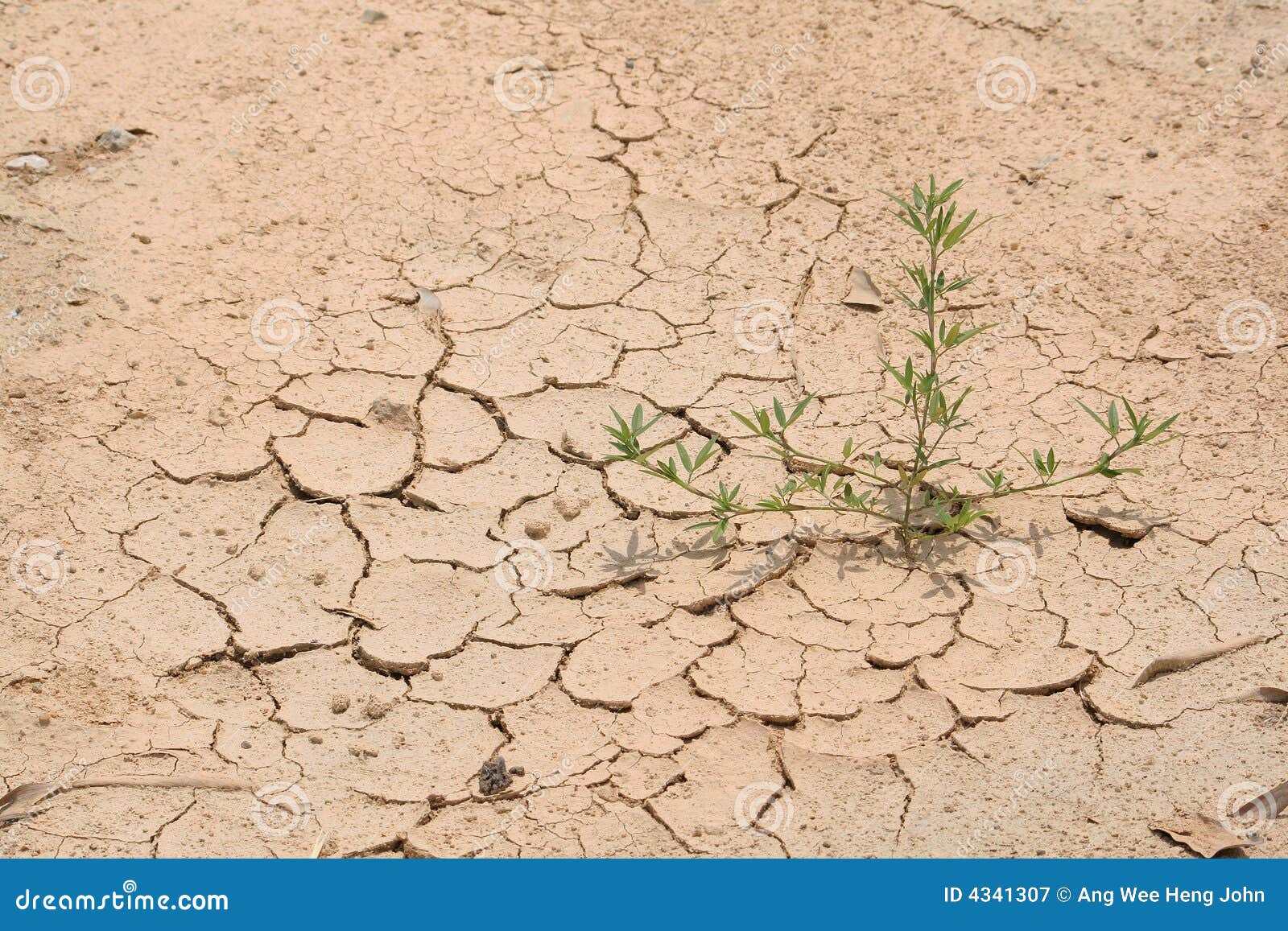 Dry Cracked Ground with Surviving Plant Stock Image - Image of water ...
