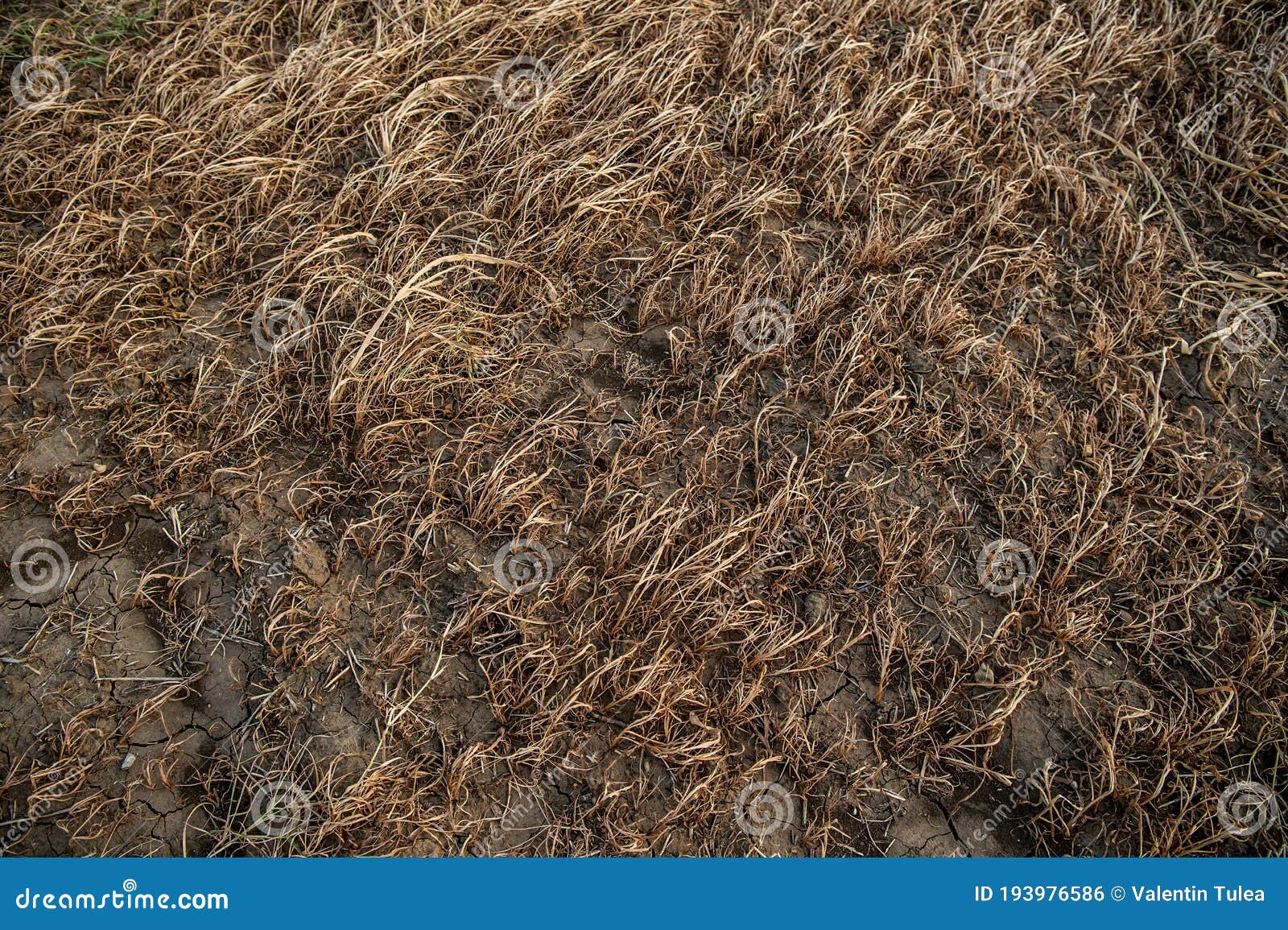 Dry cracked land stock photo. Image of farm, field, agricultural ...