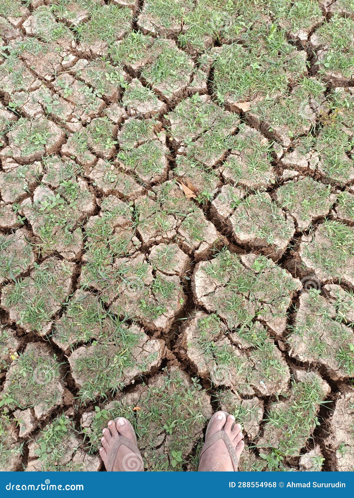 Dry and Cracked Soil in Rural Rice Fields Stock Photo - Image of ...