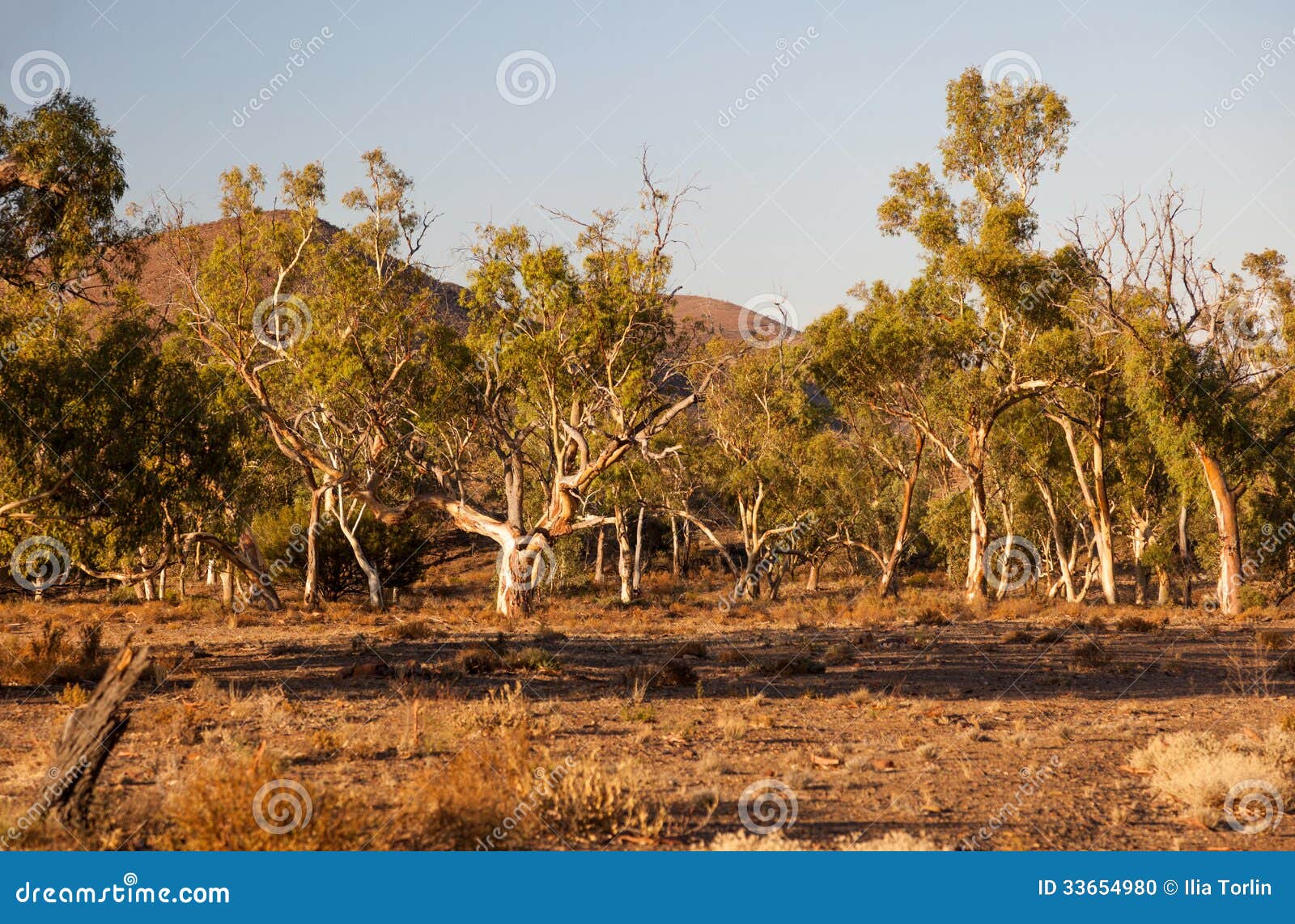 Dry Creek Bed. Flinders Ranges. South Australia. Stock Photo - Image of ...