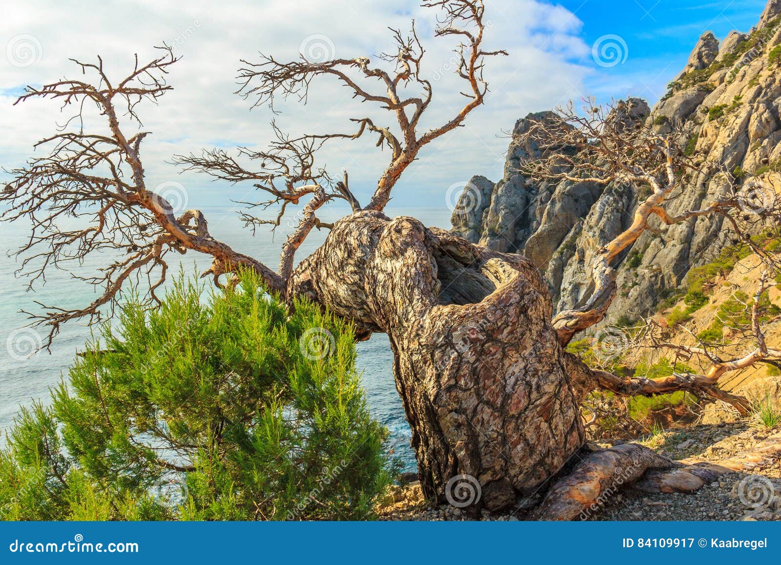 Dry Crimean pine stock image. Image of nature, evergreen - 84109917