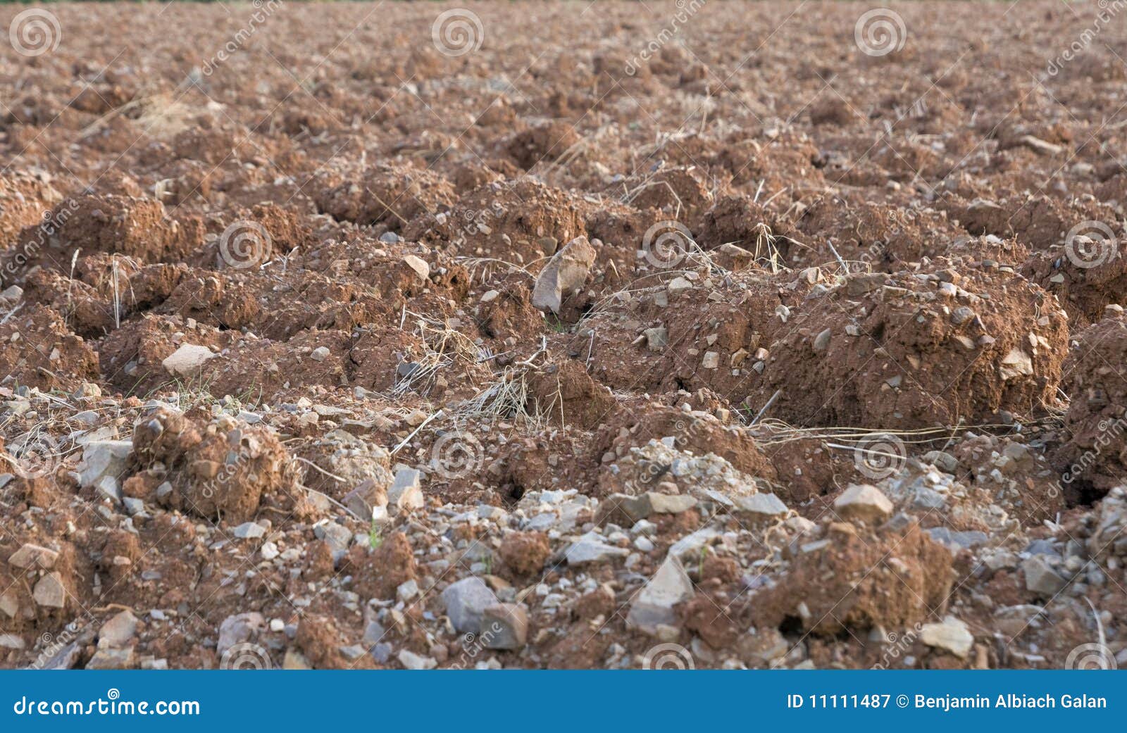 Dry crop field stock image. Image of farm, rural, agricultural - 11111487