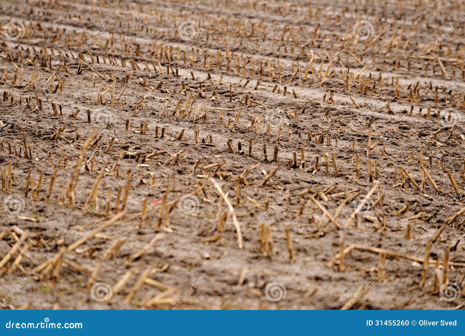 Dry Cultivated Land with Dead Plants Stock Photo - Image of farmland ...