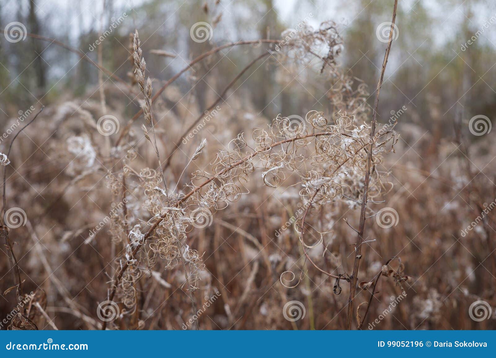 Dry curly grass stock photo. Image of daylight, sand - 99052196
