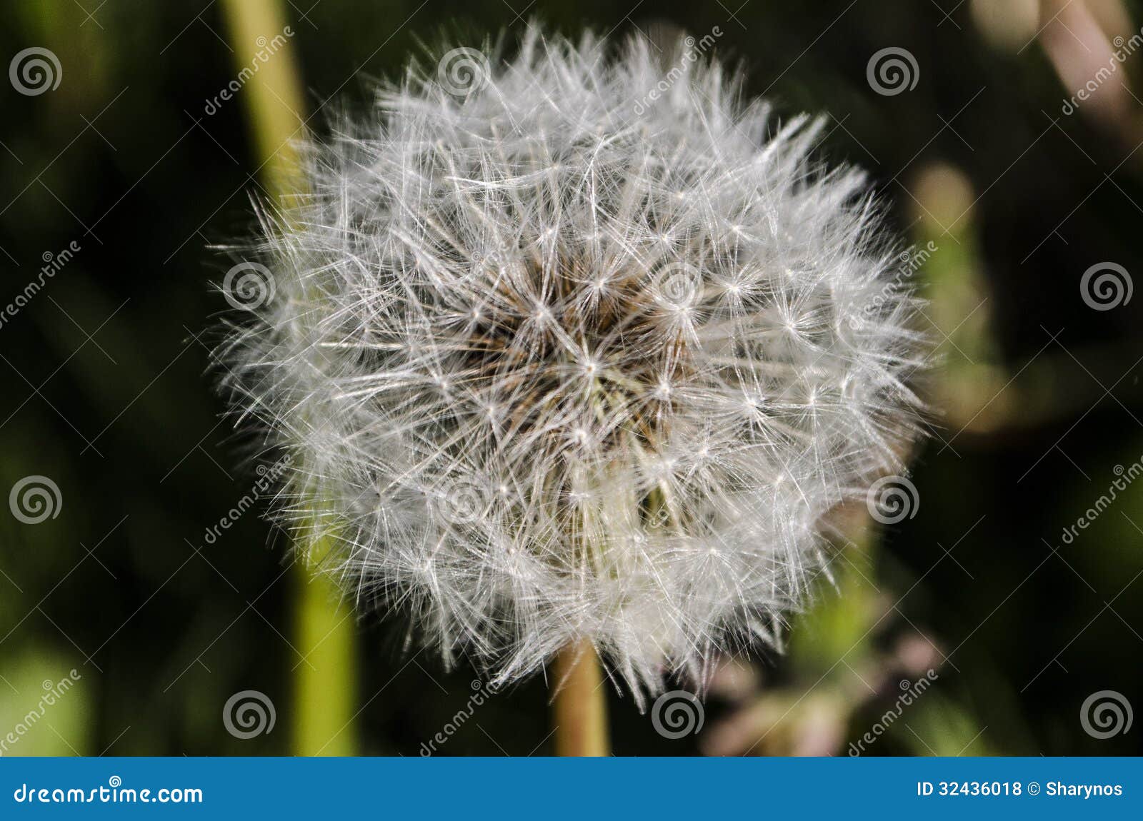 Dry dandelion with seeds stock photo. Image of close - 32436018