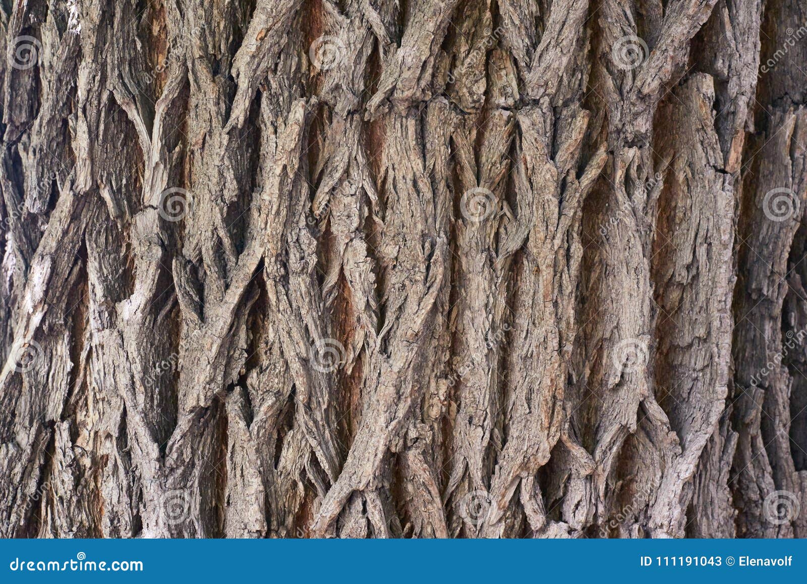 Dry Dark Tree Bark. Uneven Texture Stock Image - Image of bark, tree ...