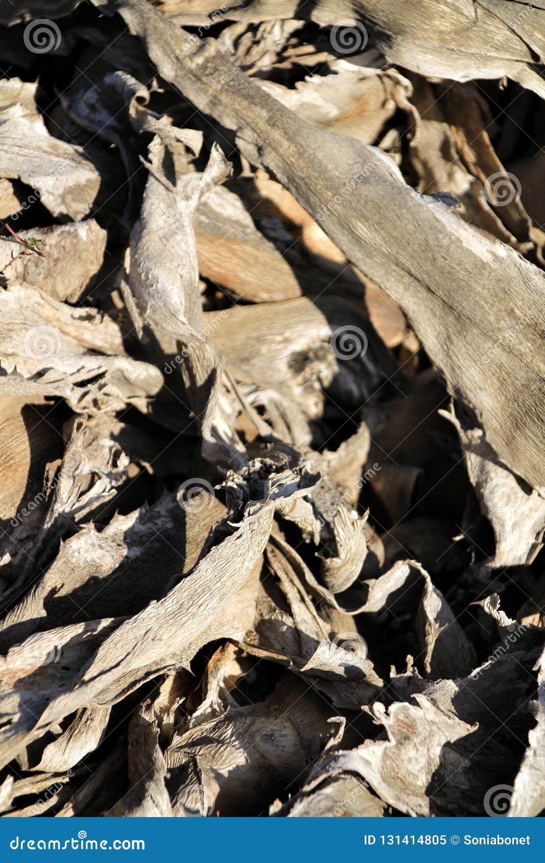 Dry and Dead Agave Leaves Texture Under the Sun. Stock Image - Image of ...
