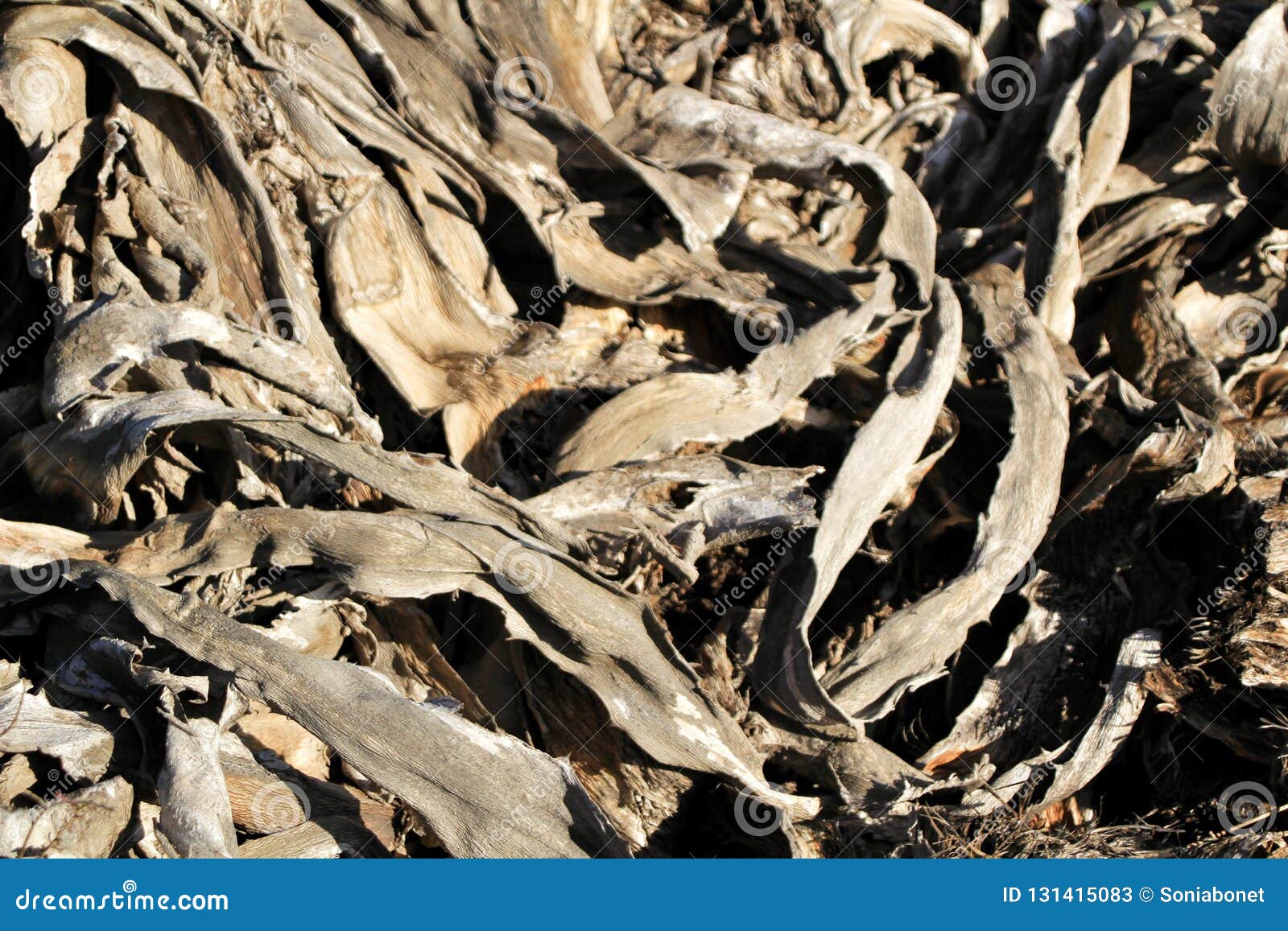 Dry and Dead Agave Leaves Texture Under the Sun. Stock Image - Image of ...