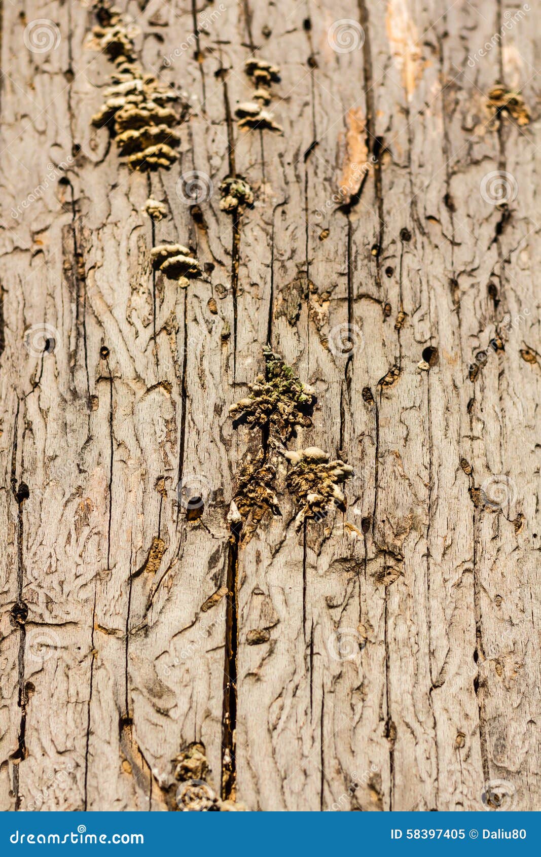 Dry, Dead and Barren Trunk / Tree Texture with Very Shallow Depth of ...