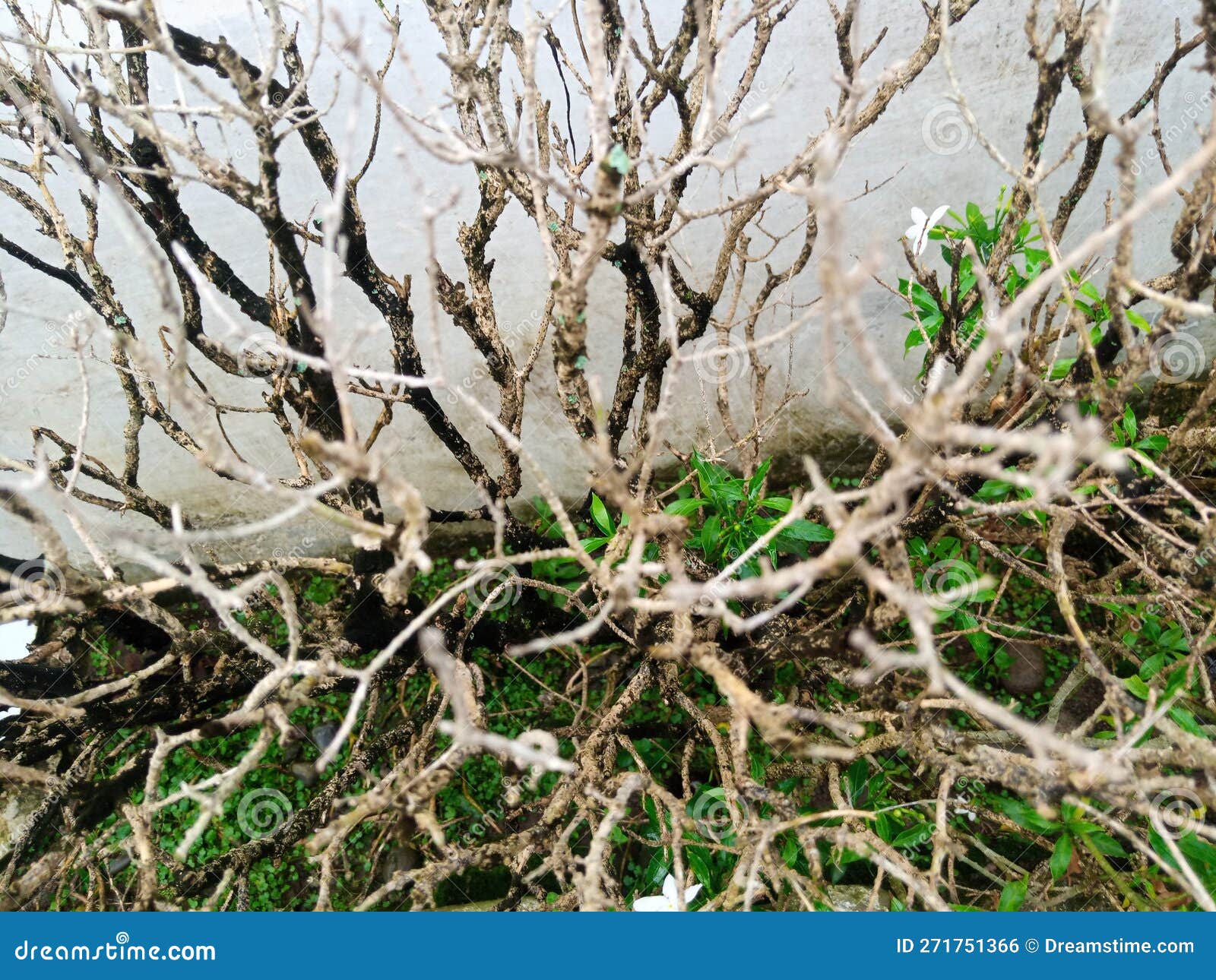 Dry and Dead Branches and Twigs of Plants Stock Photo - Image of ...